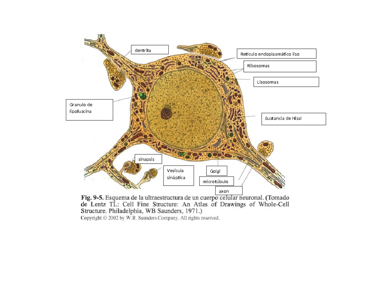 Imagenes Histo - mnmnm - Biology - dentrita Retículo endoplasmático ...