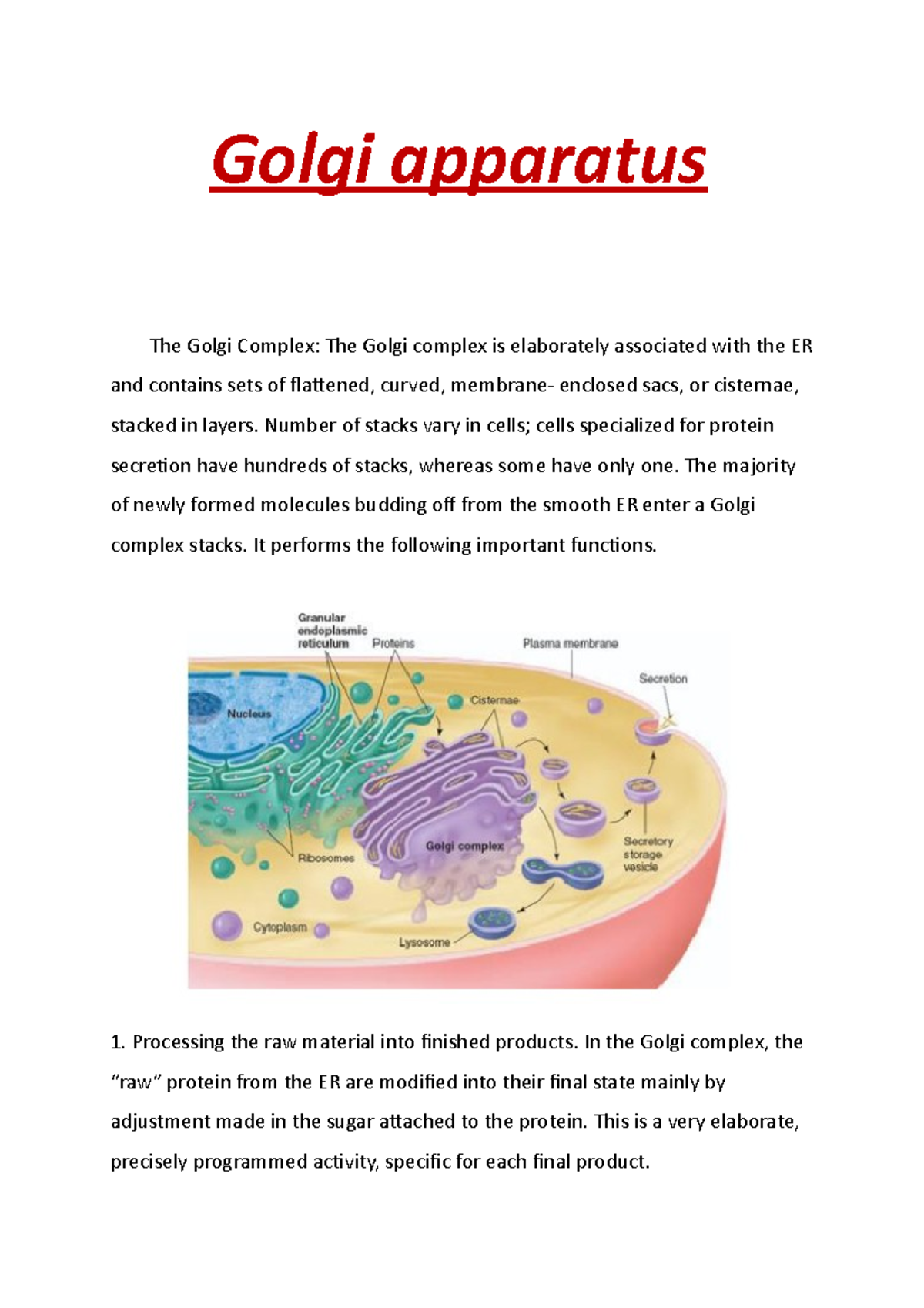 Golgi apparatus - Golgi apparatus The Golgi Complex: The Golgi complex ...