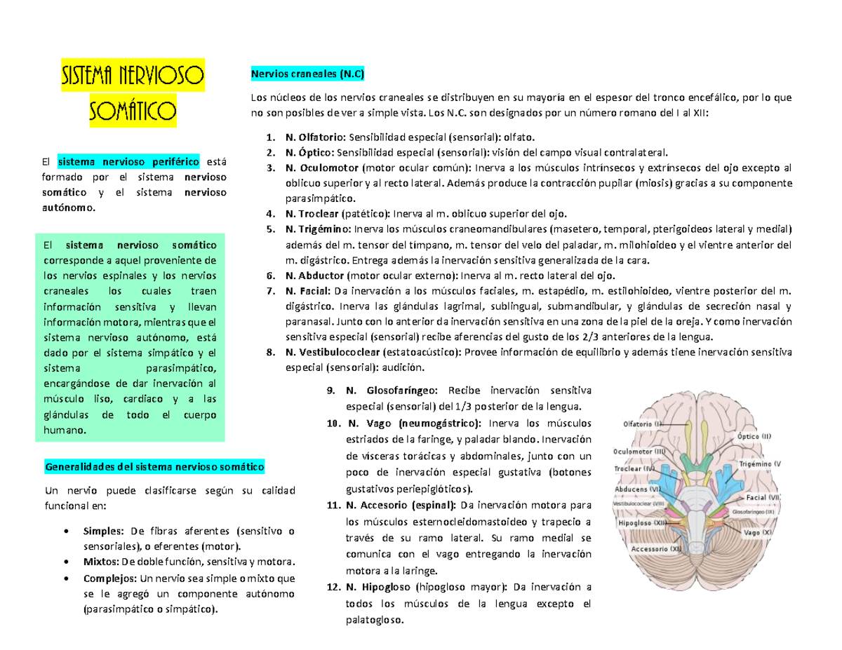 SN Somatico y Autonomo - SISTEMA NERVIOSO SOM¡TICO El sistema nervioso ...
