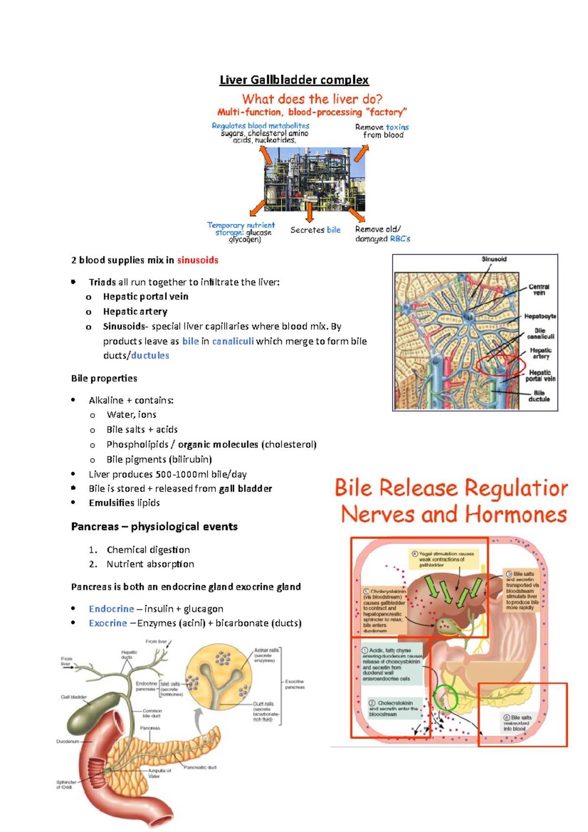 Lecture 4 - galbladder, liver, pancreas and large intestine - Liver ...
