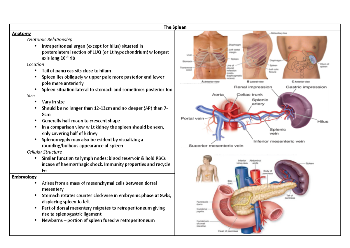MEDS12002 - 10 - Spleen - The Spleen Anatomy Anatomic Relationship ...