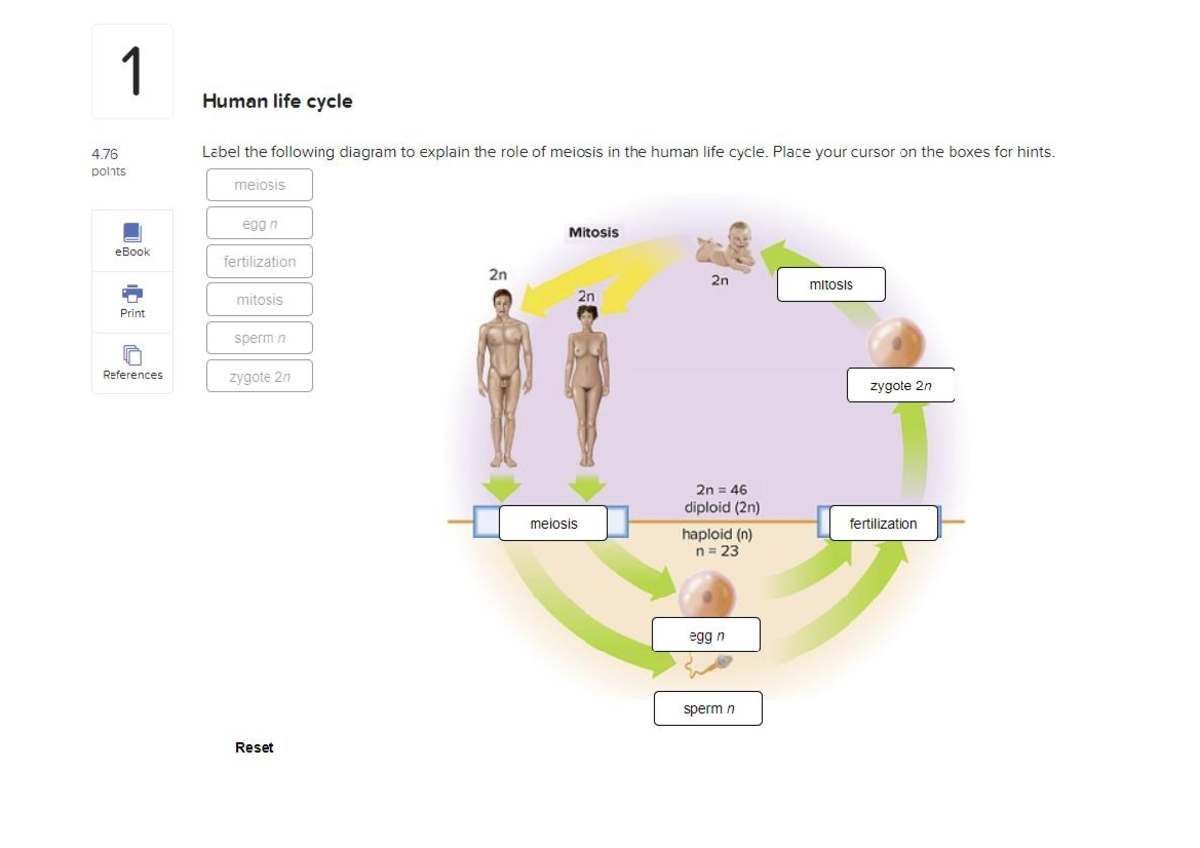 Chapter 9-10 assignment answers - 1 Human life cycle 4 Label the ...