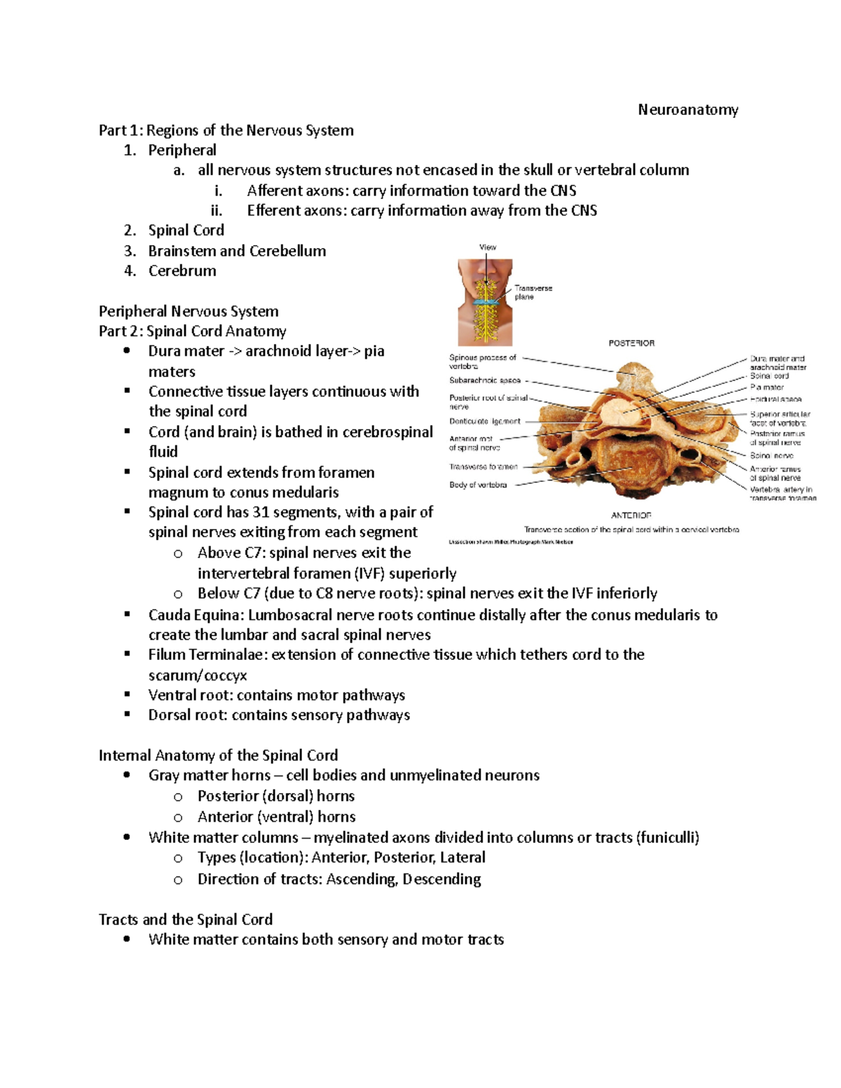 Neuro lectures - Lecture notes 1-9 - Neuroanatomy Part 1: Regions of ...