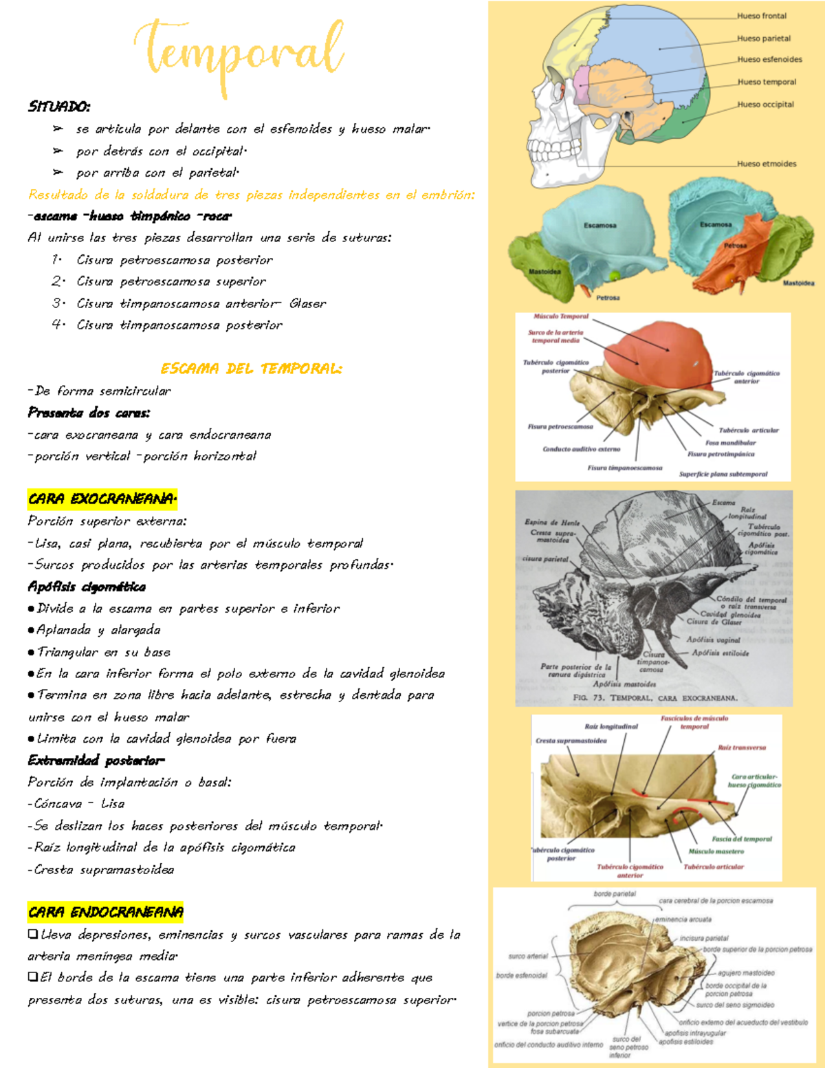 Temporal y parietal - hueso - Temporal SITUADO: se articula por delante ...