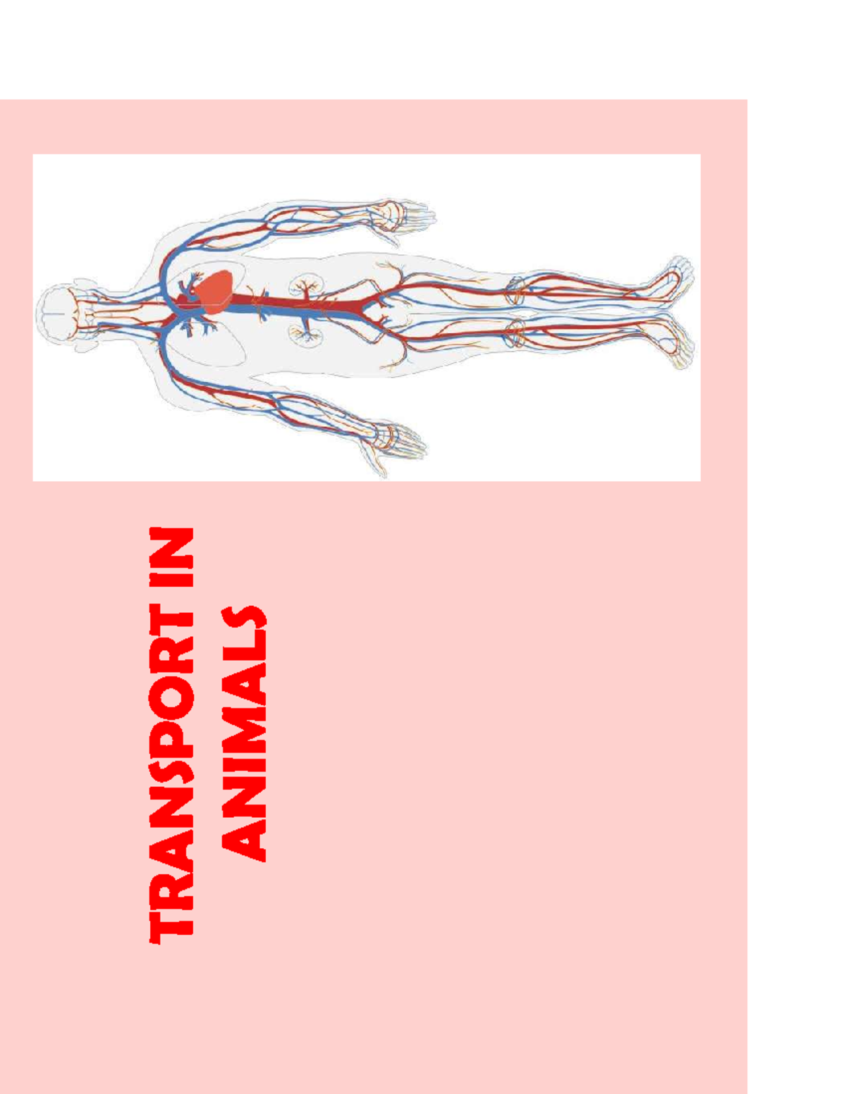 Transport in Animals - unit 13 - biology - Studocu