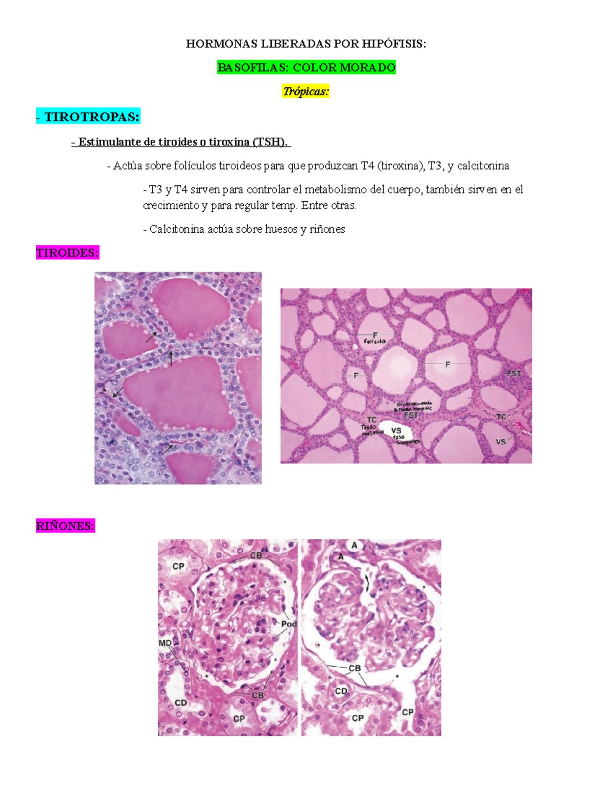 Hormoneesss - HORMONAS LIBERADAS POR HIPÓFISIS: BASOFILAS: COLOR MORADO ...