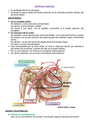 Arterias intercostales - Son las siguientes: Arteria intercostal ...