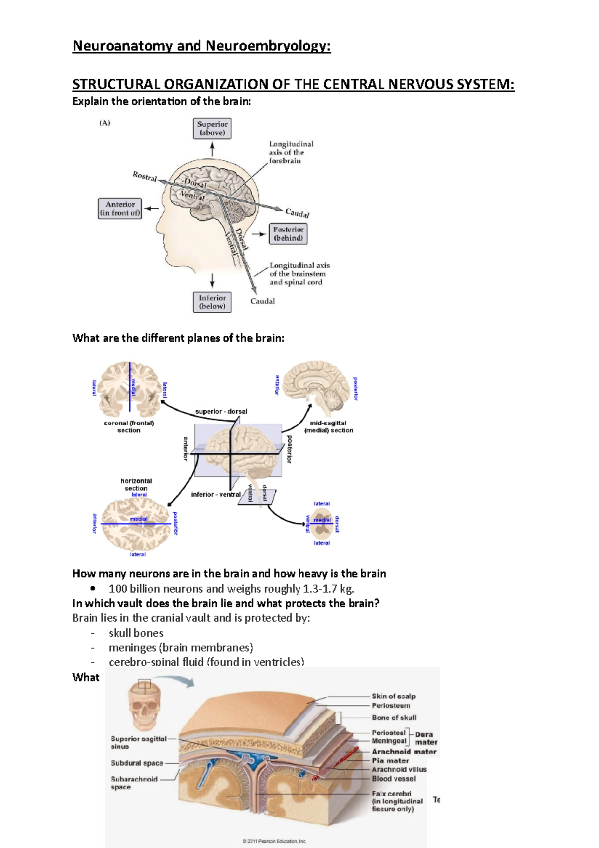 Week 1 Final Lecture Notes - STRUCTURAL ORGANIZATION OF THE CENTRAL ...