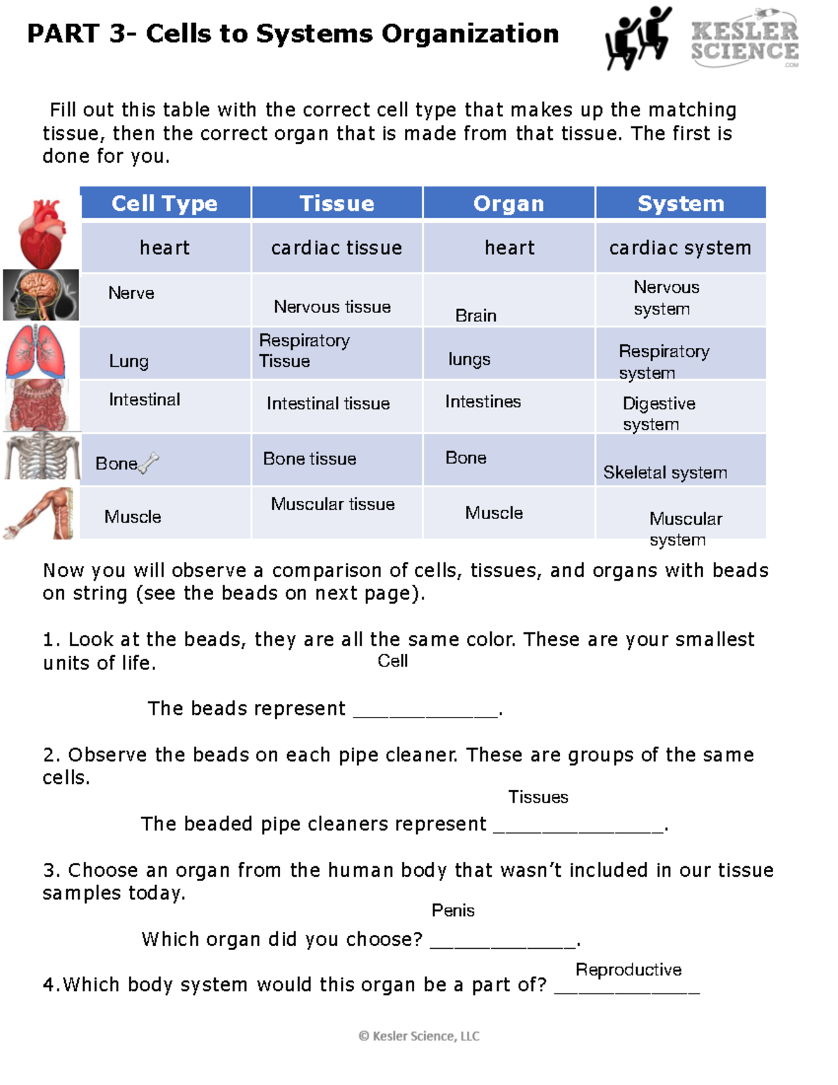 Cellsto Systems Organization Inquiry Lab Part 3 - Fill out this table ...