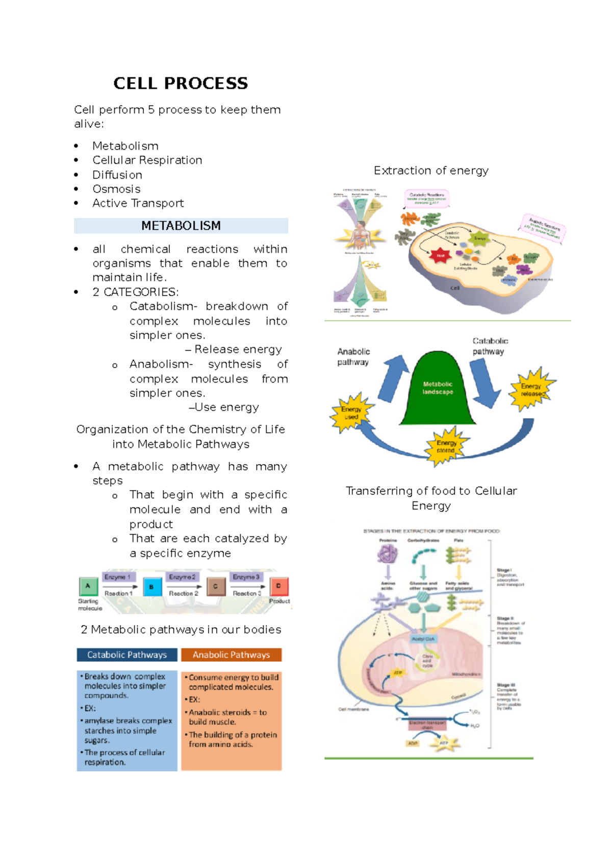 CELL Process - CELL PROCESS Cell perform 5 process to keep them alive ...