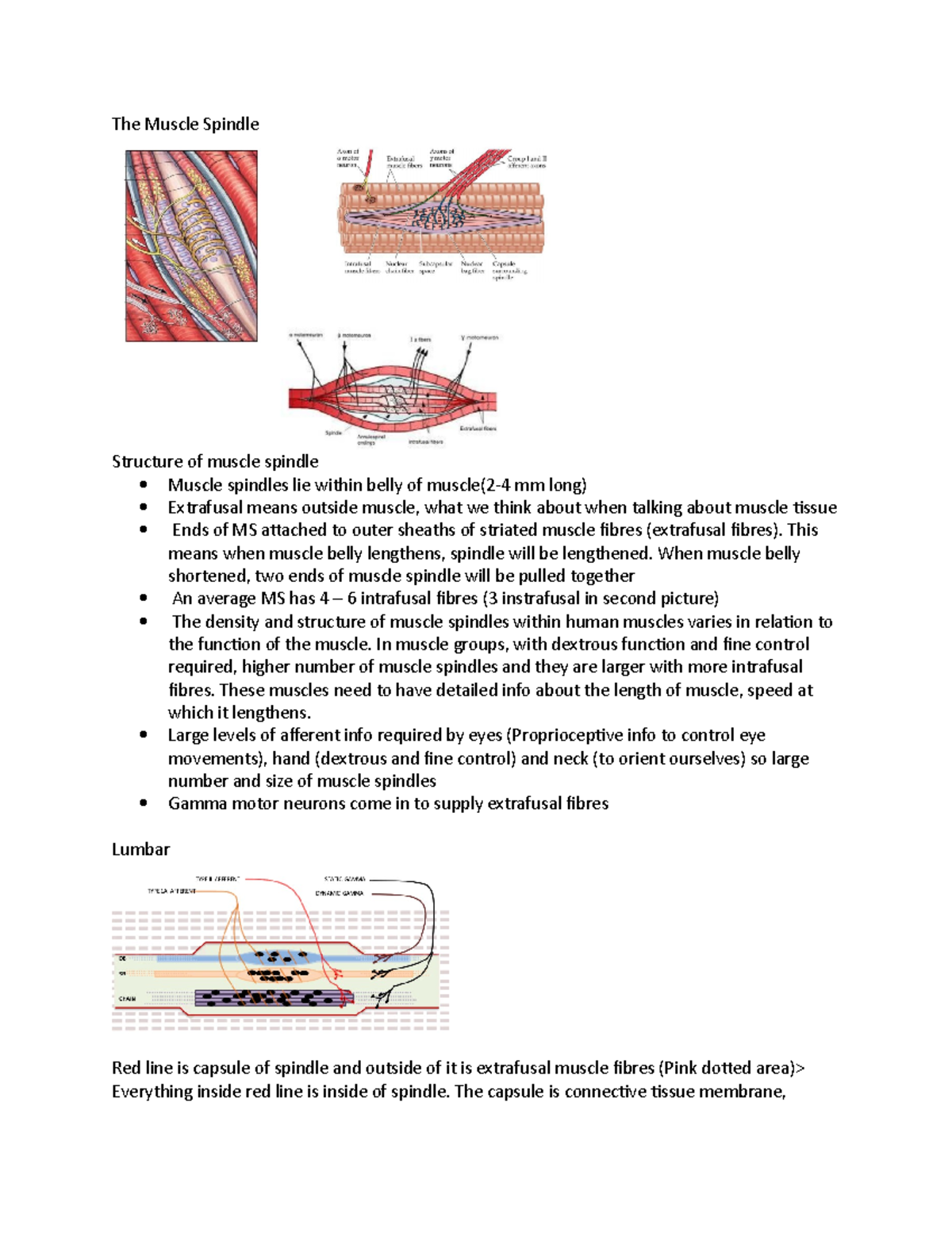 L4- Spinal Circuitry and motor control - The Muscle Spindle Structure ...