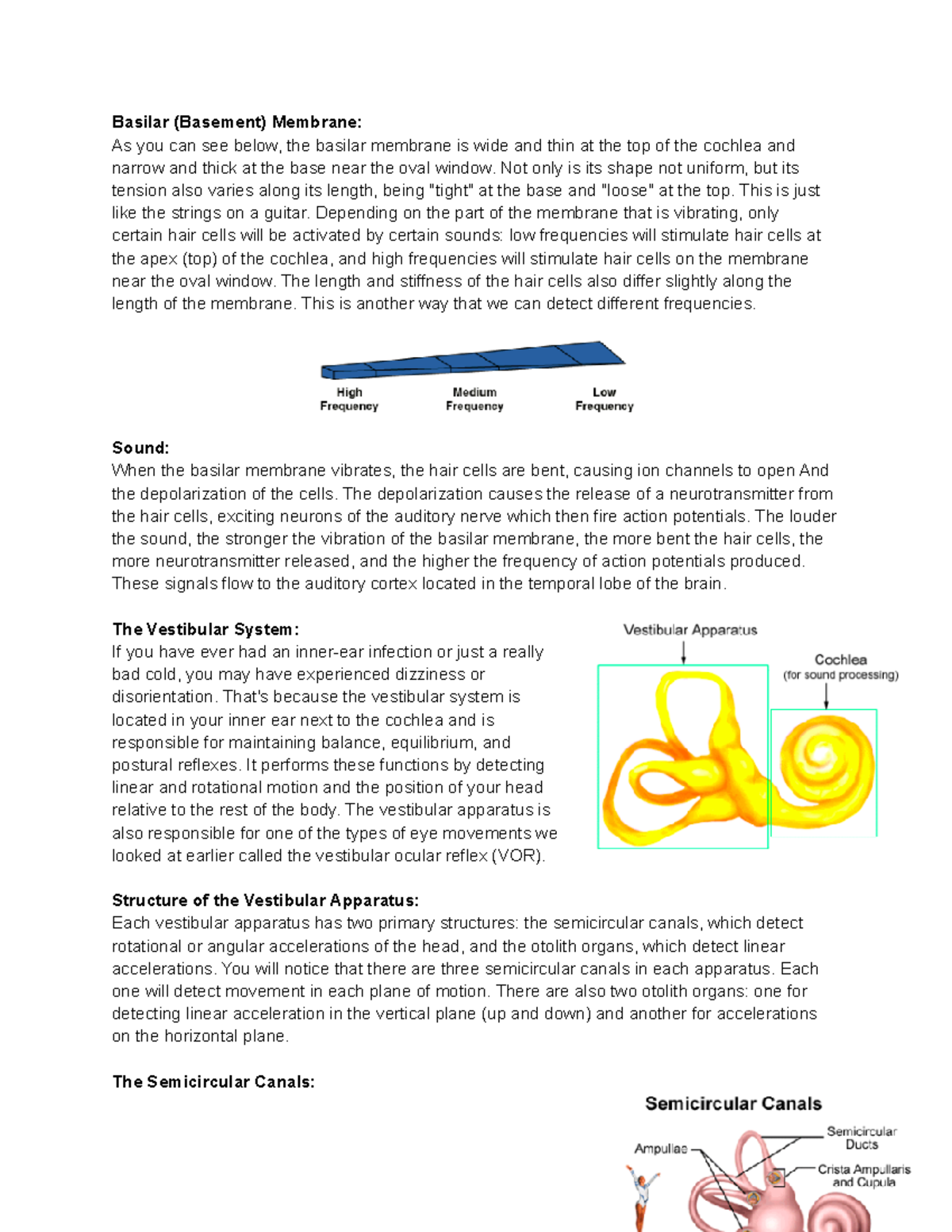 Module 7 PART 2 - Basilar (Basement) Membrane: As you can see below ...