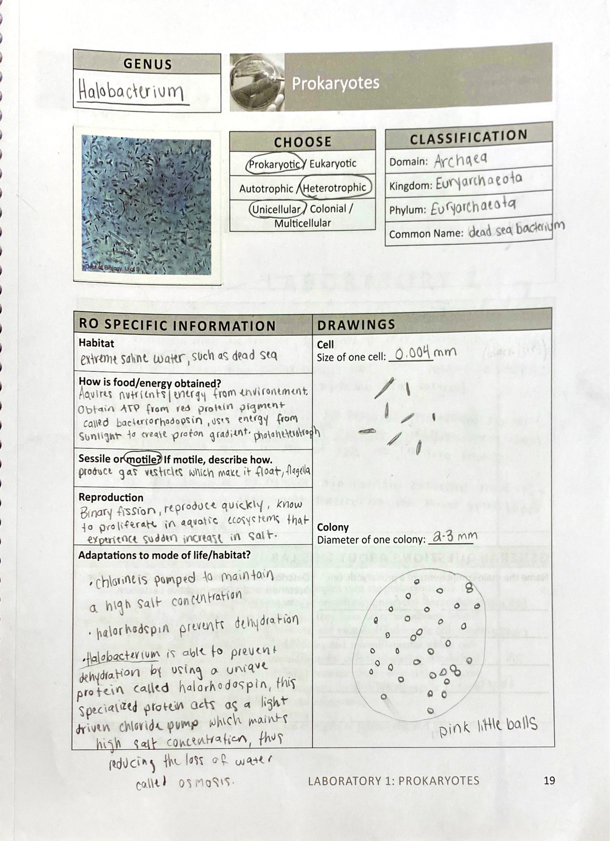 Lab 1 - Bio lab RO sheets - Bio 107 - Studocu