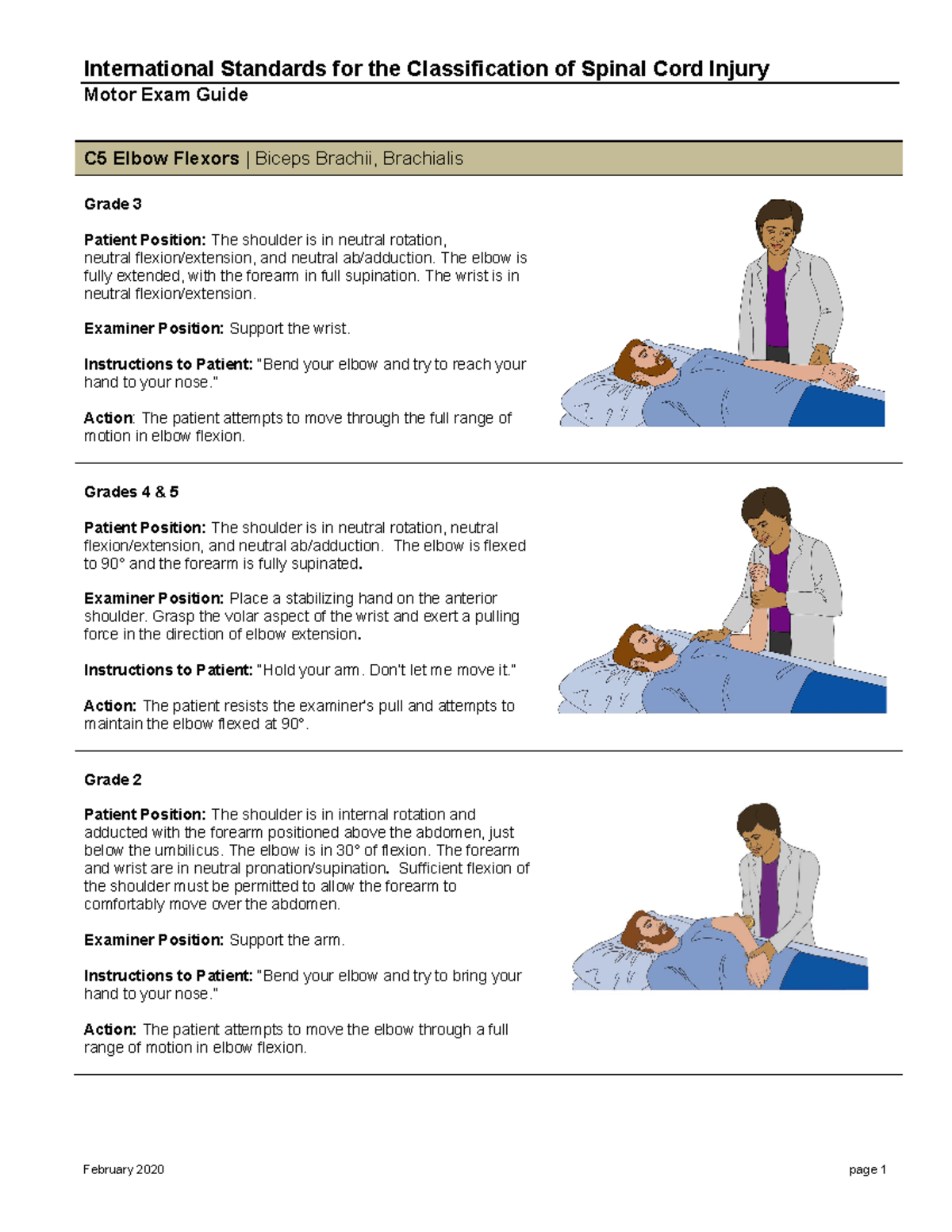 Motor Exam Guide - The elbow is fully extended, with the forearm in ...