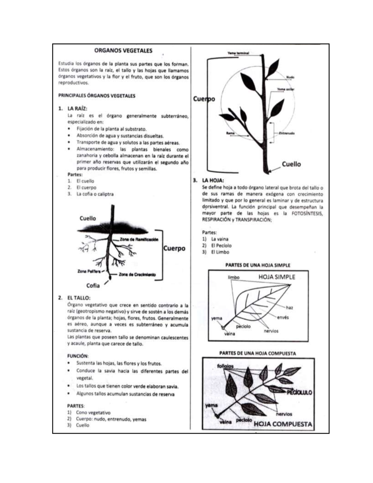Órganos vegetales: tallo, hojas, raíz, fruto y flor. Biología ...