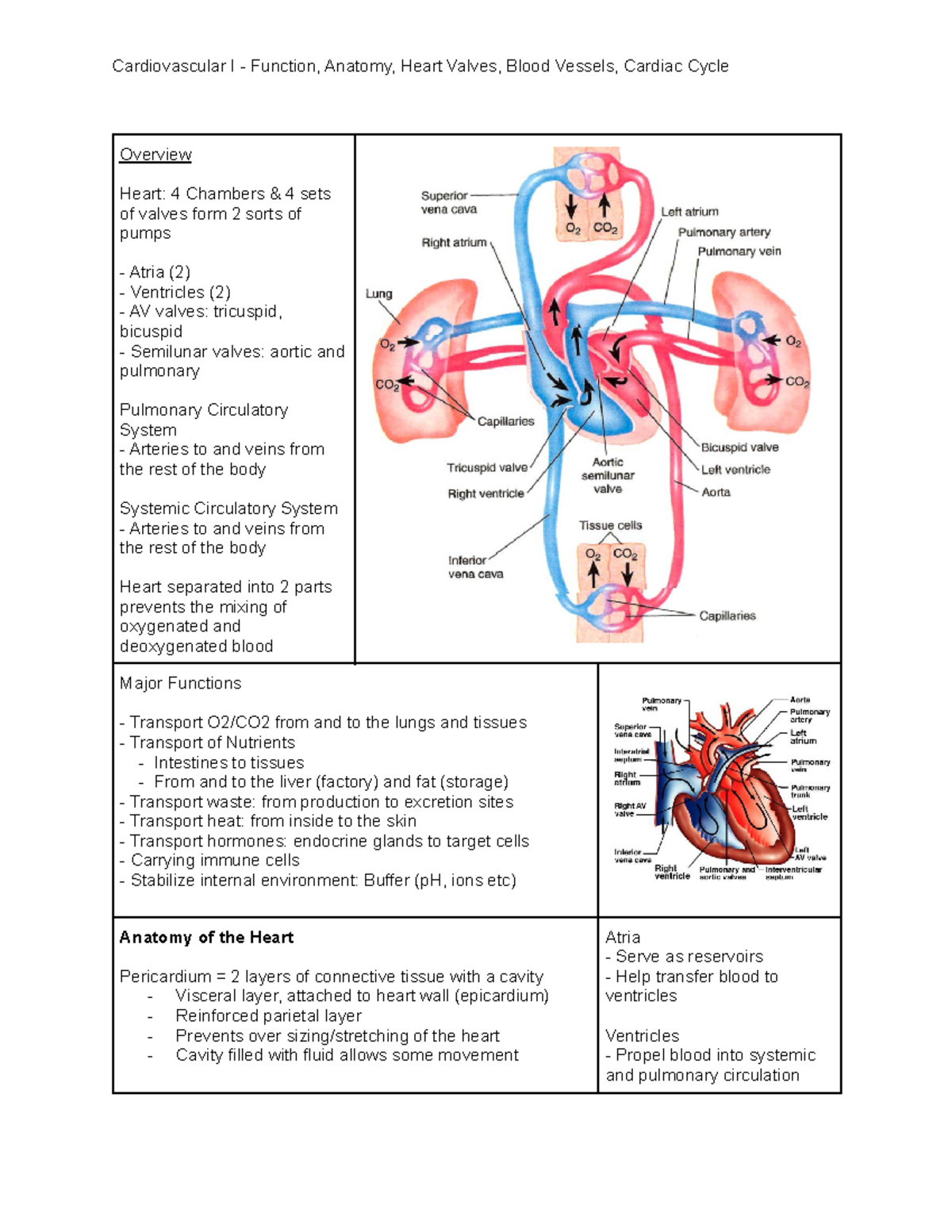 Cardiovascular I - Lecture notes condensed - Cardiovascular I ...