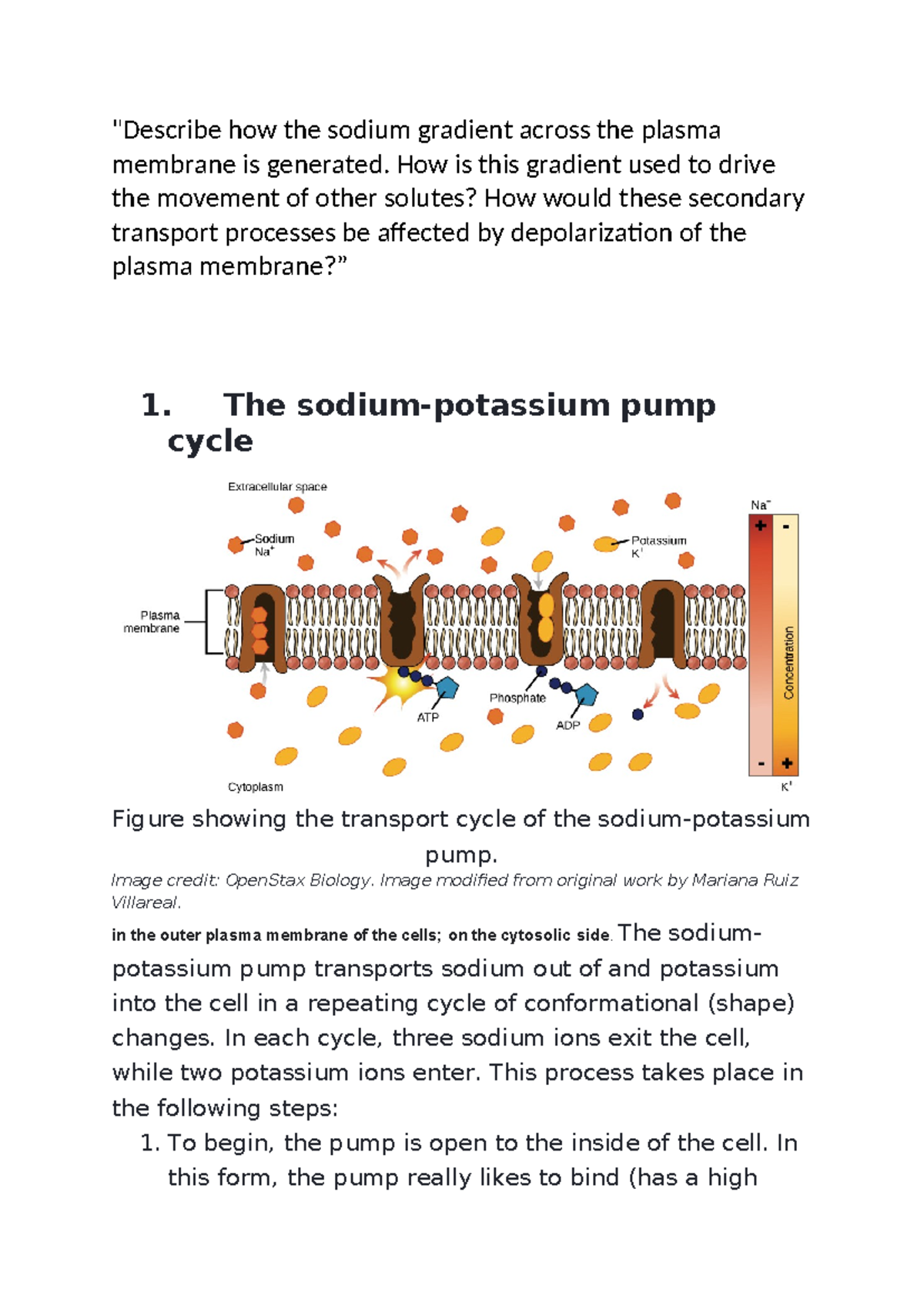 Describe how the sodium gradient across the plasma membrane is ...