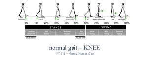 Gait Terminology - Mandeep Kaur - ####### Initial ####### contact ...