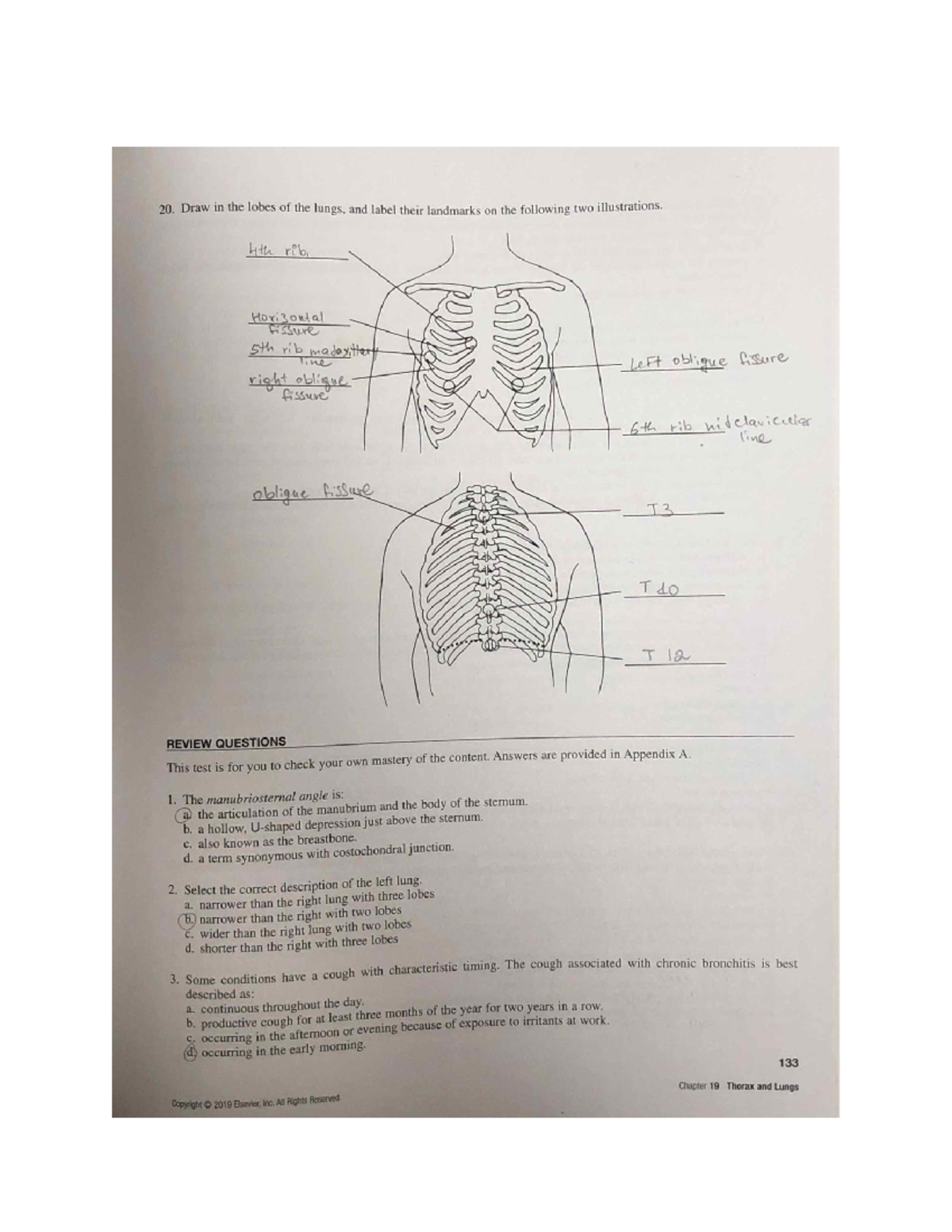 Ch-19. Thorax and Lung lab notes with images - NSG2317T - Studocu