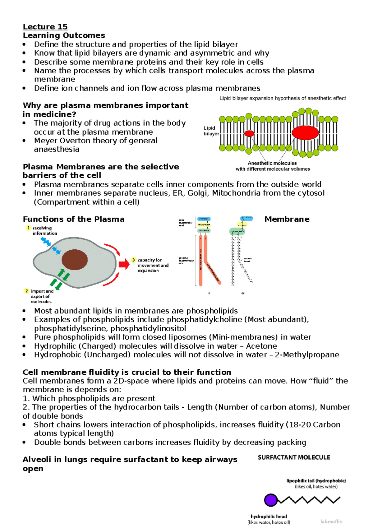 Plasma Membranes Notes - Lecture 15 Learning Outcomes Define the ...