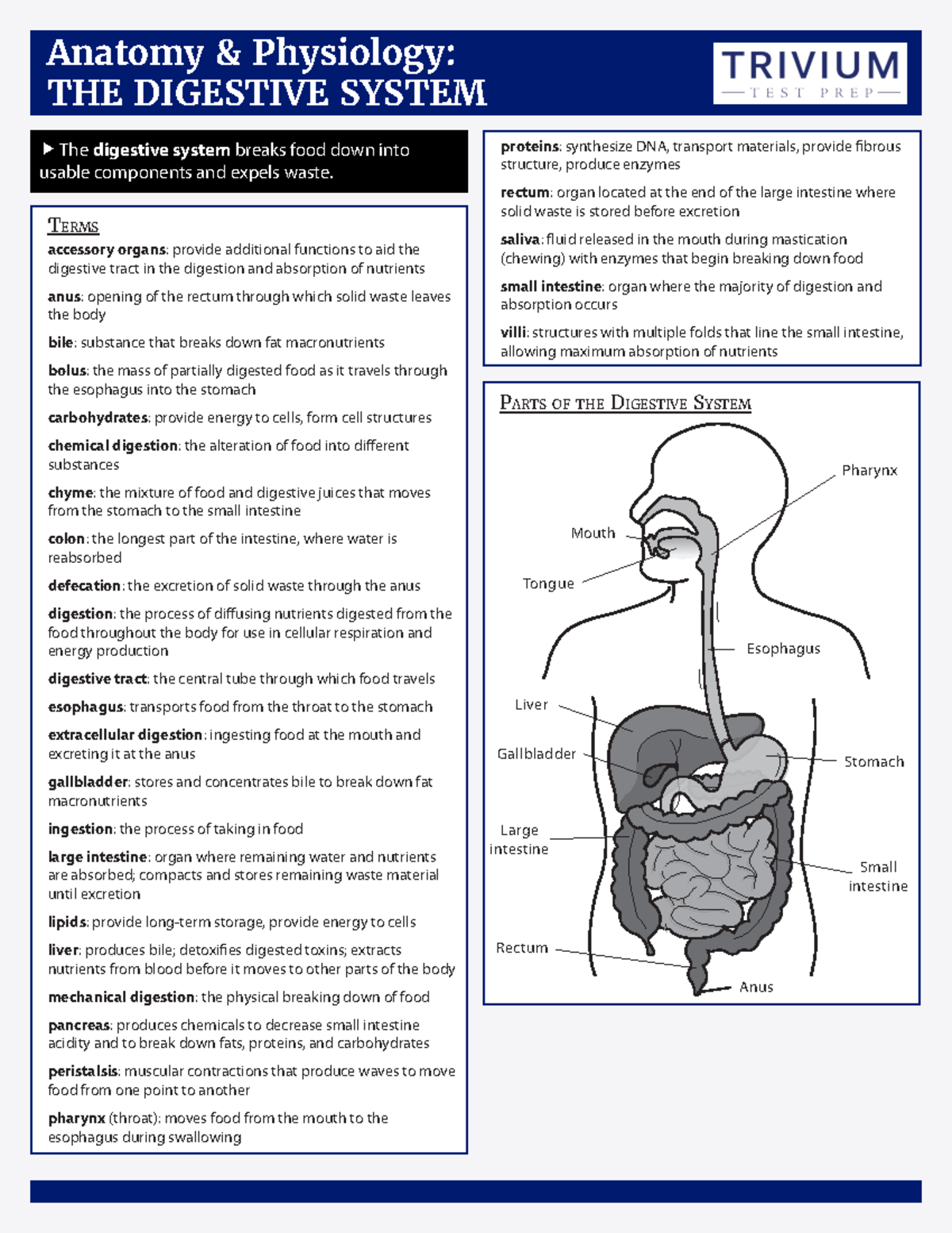 Digestive System Compressed - Anatomy & Physiology: THE DIGESTIVE ...