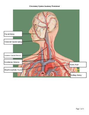 [Solved] pathologies of the kidney cortex medulla major calyx minor ...
