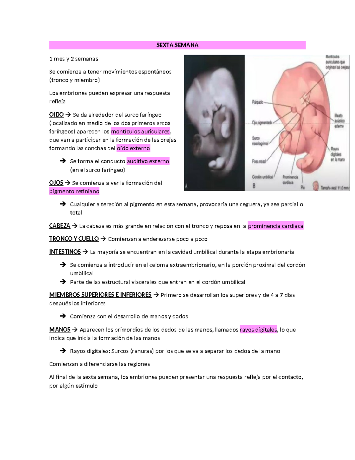 embriología: 6,7 y 8 semana - SEXTA SEMANA 1 mes y 2 semanas Se comienza a tener movimientos ...