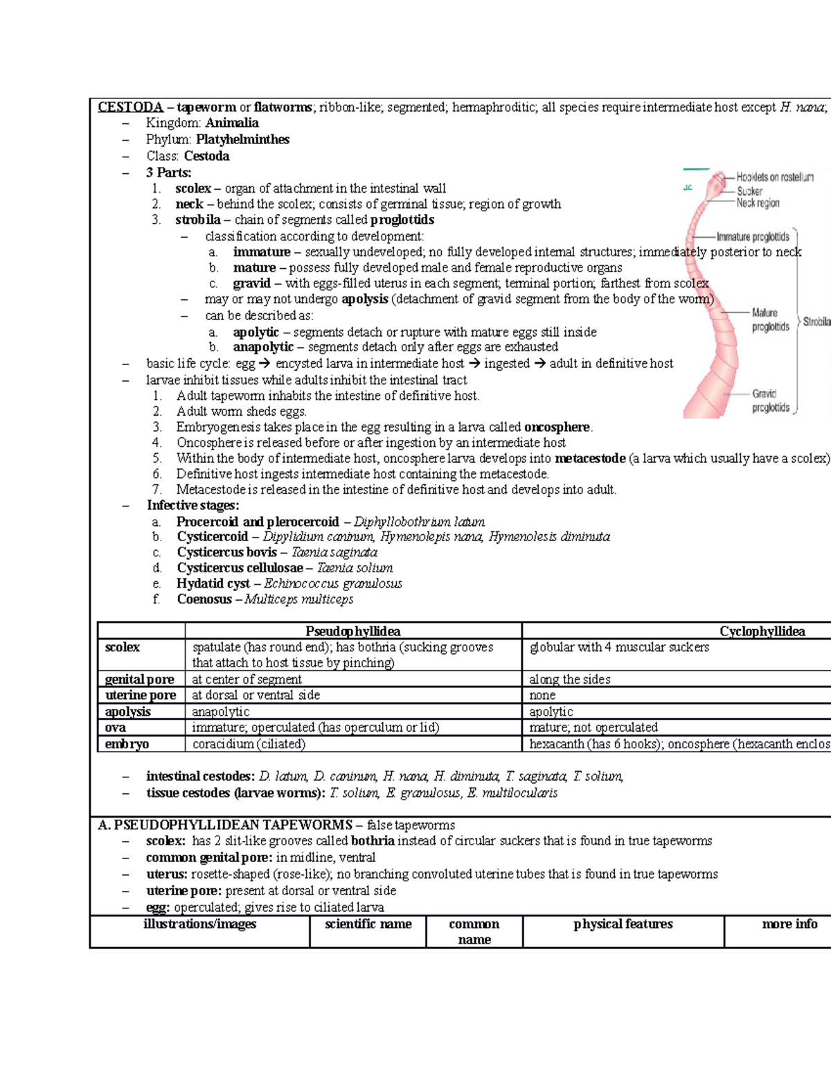 Cestoda - Parasitology notes on Cestodes - CESTODA – tapeworm or ...