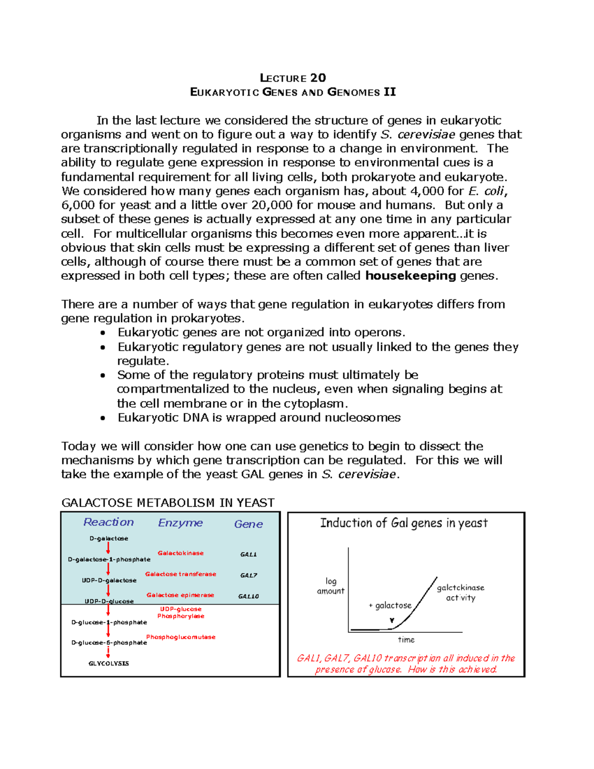 Eukaryotic Genes and Genomes II - LECTURE 20 EUKARYOTIC GENES AND ...