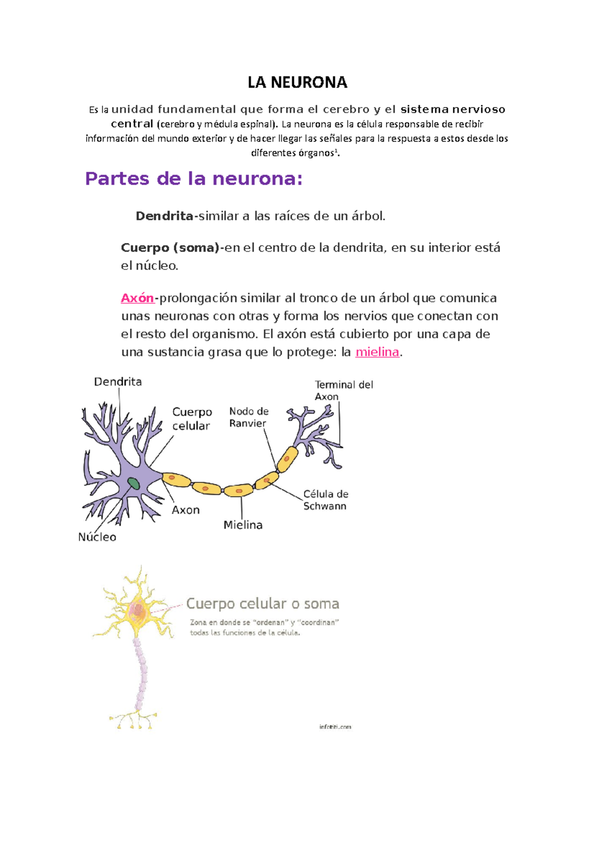 LA Neurona 22 - LA NEURONA Es la unidad fundamental que forma el ...