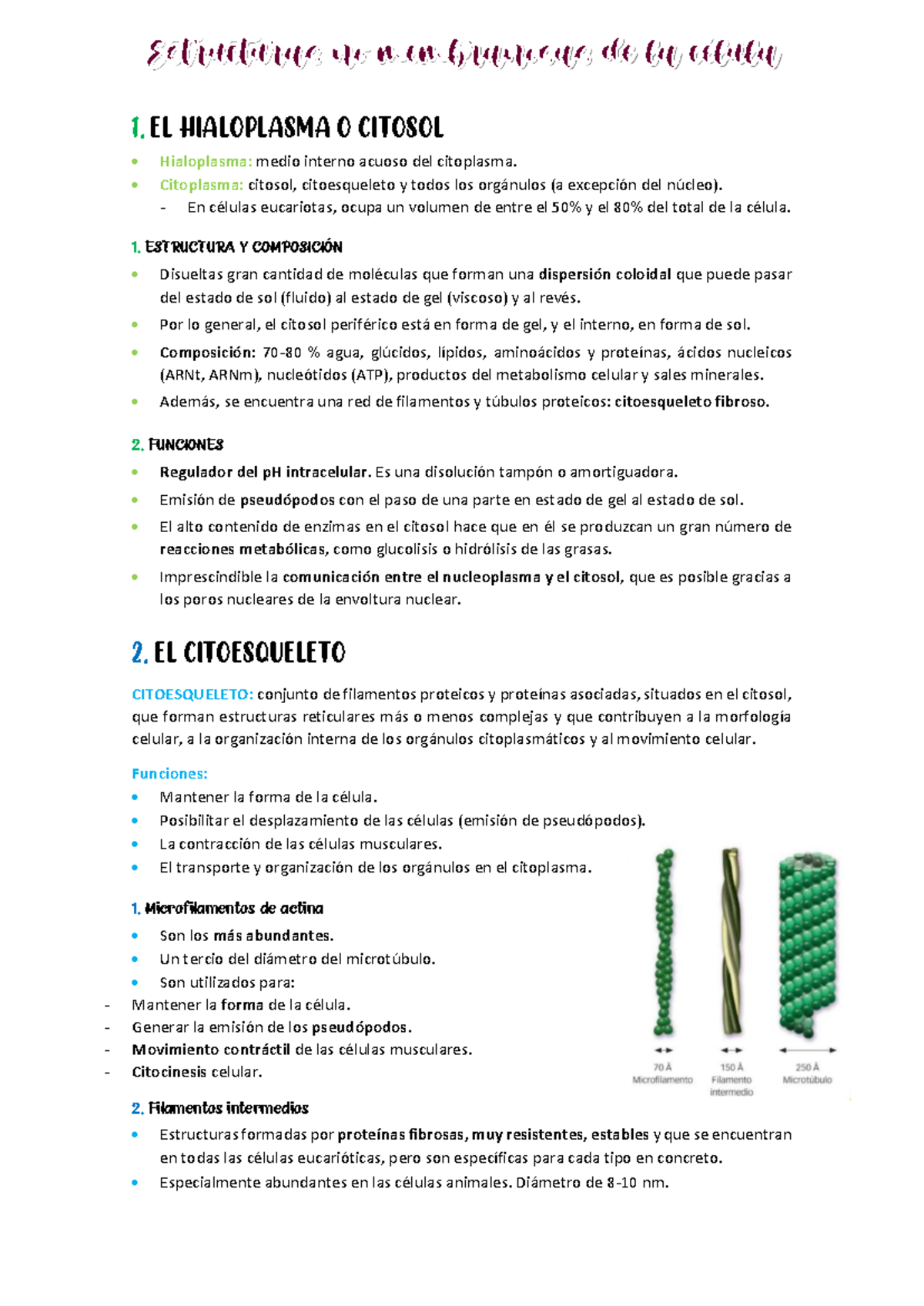 Apuntes Biologã-A TEMA 10 - 1. EL HIALOPLASMA O CITOSOL Hialoplasma ...