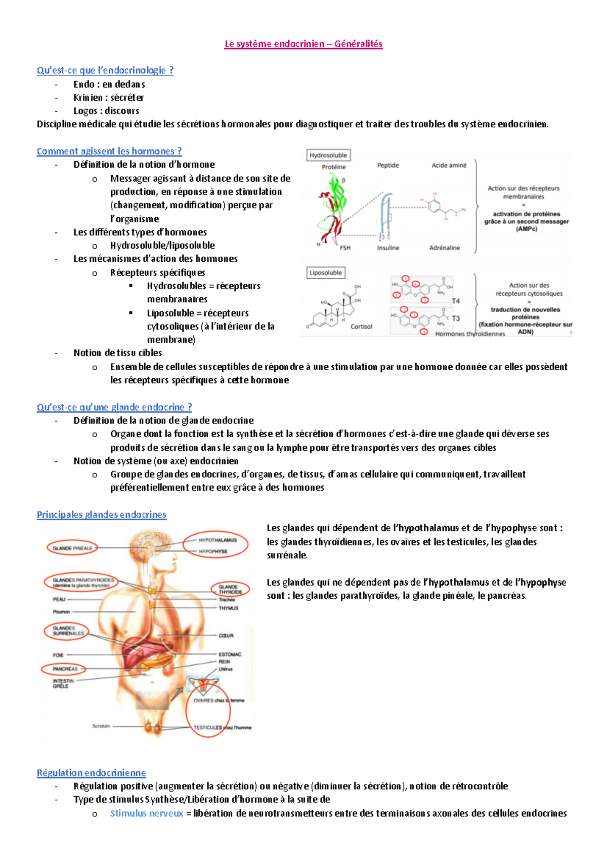 Le système endocrinien Généralités - Le système endocrinien ...
