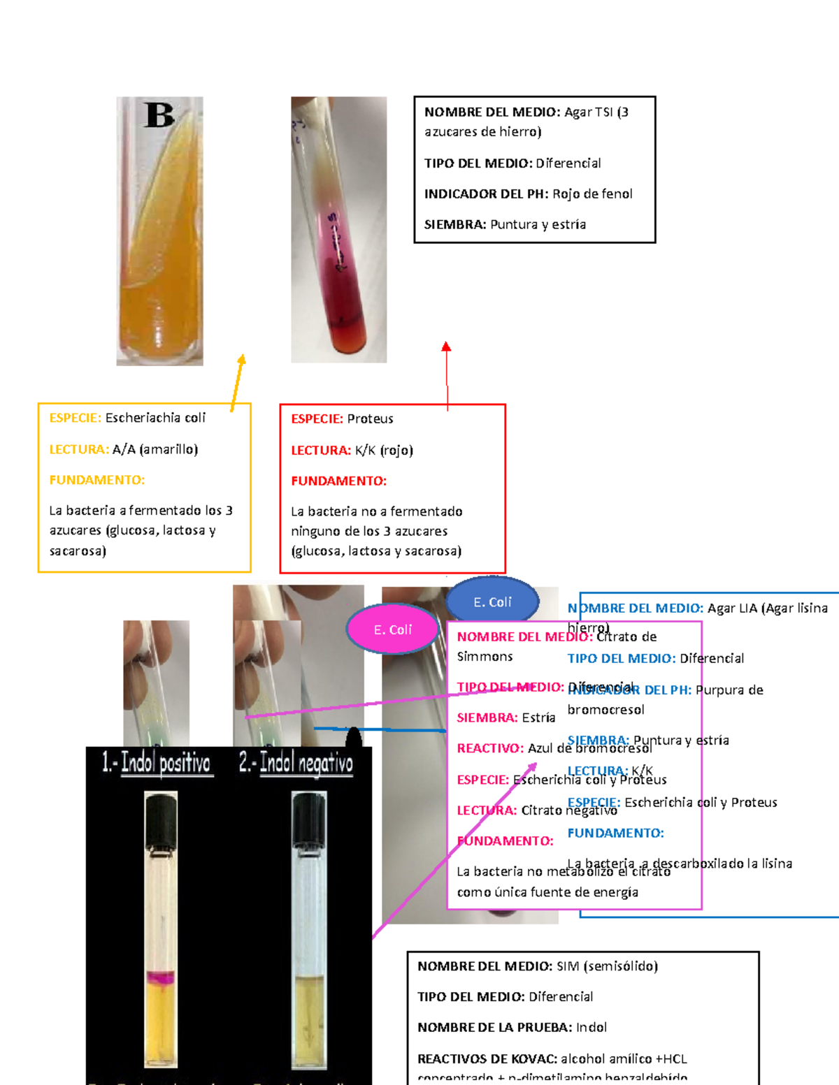 Practica 24 Urocultivo 2 - ESPECIE: Proteus LECTURA: K/K (rojo ...