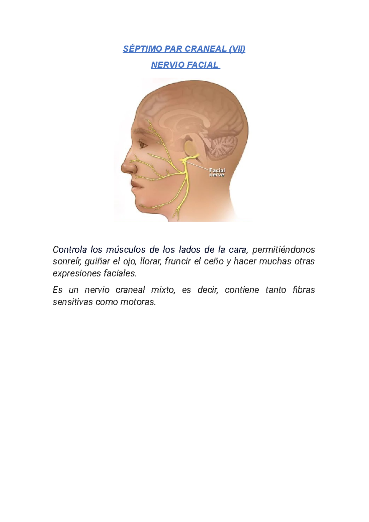 Nervio facial - Biología - SÉPTIMO PAR CRANEAL (VII) NERVIO FACIAL ...