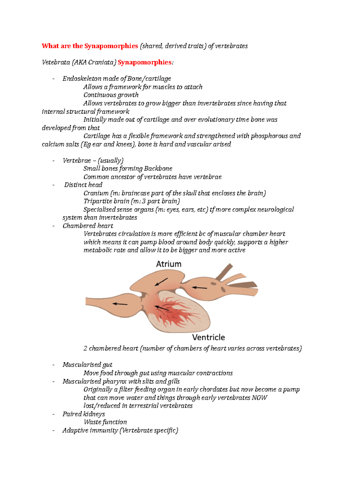 Lecture Note 8 (Vetebrate) - What are the Synapomorphies (shared ...
