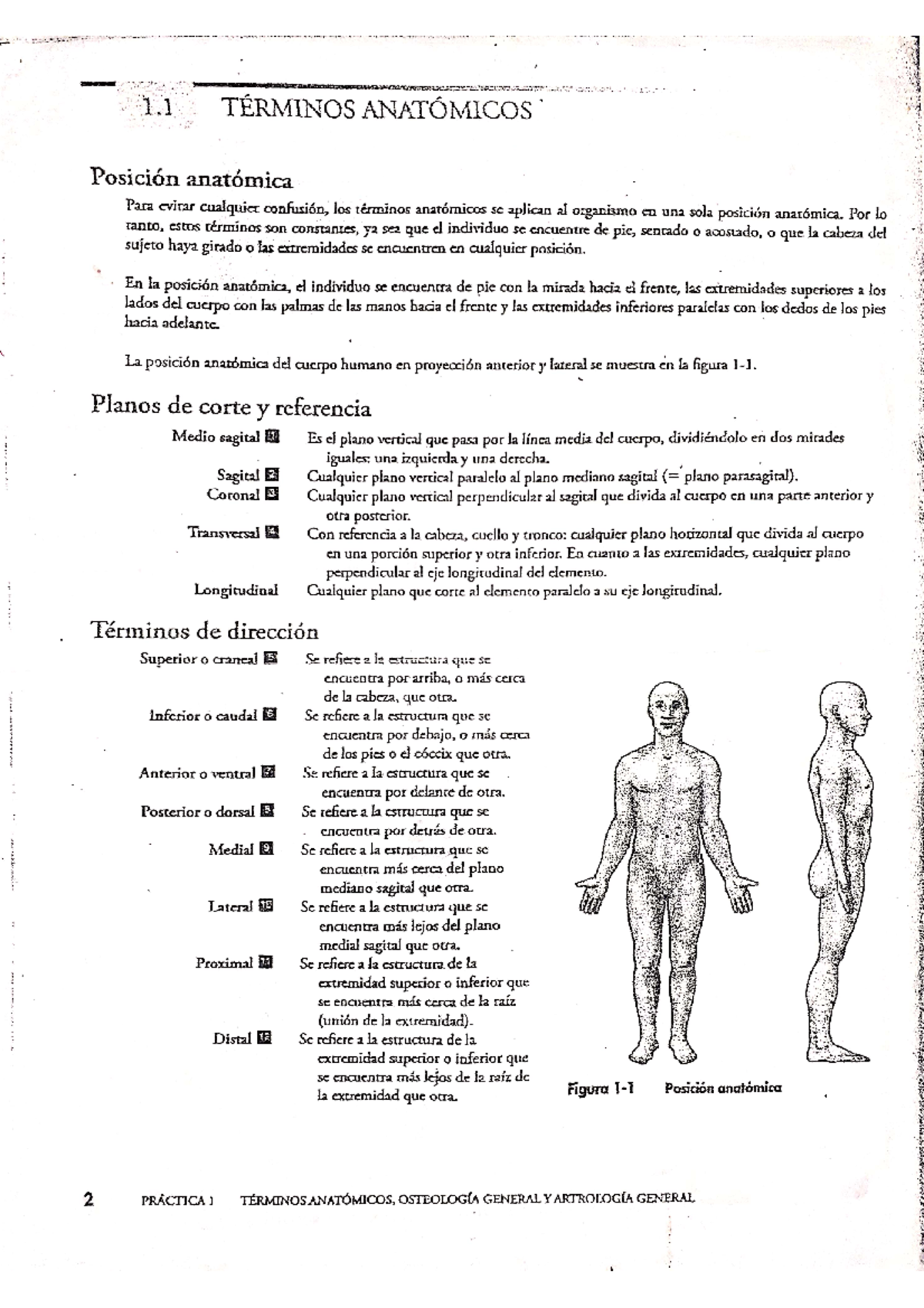 Terminos Anatomicos - Términos anatómicos 2022-2 - Anatomia - Studocu