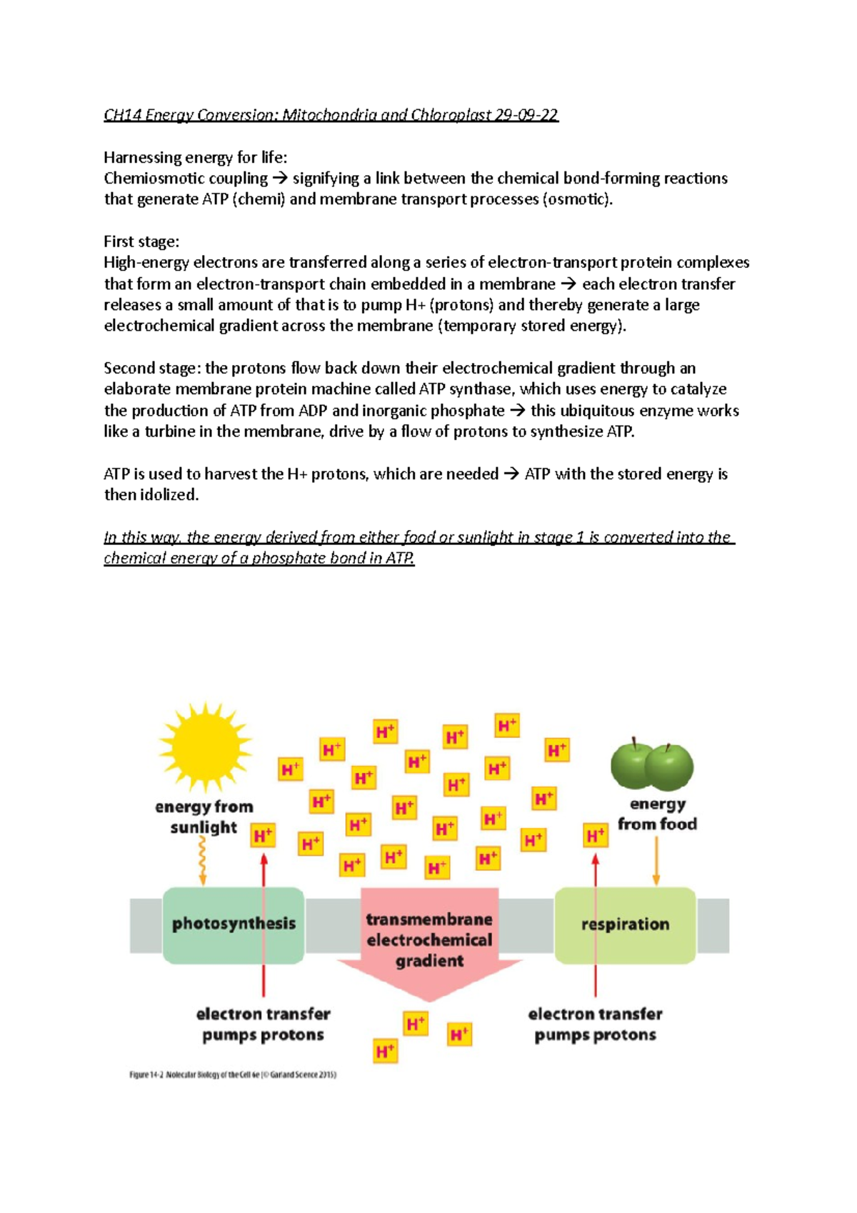 CH14 Energy Conversion - First stage: High-energy electrons are ...