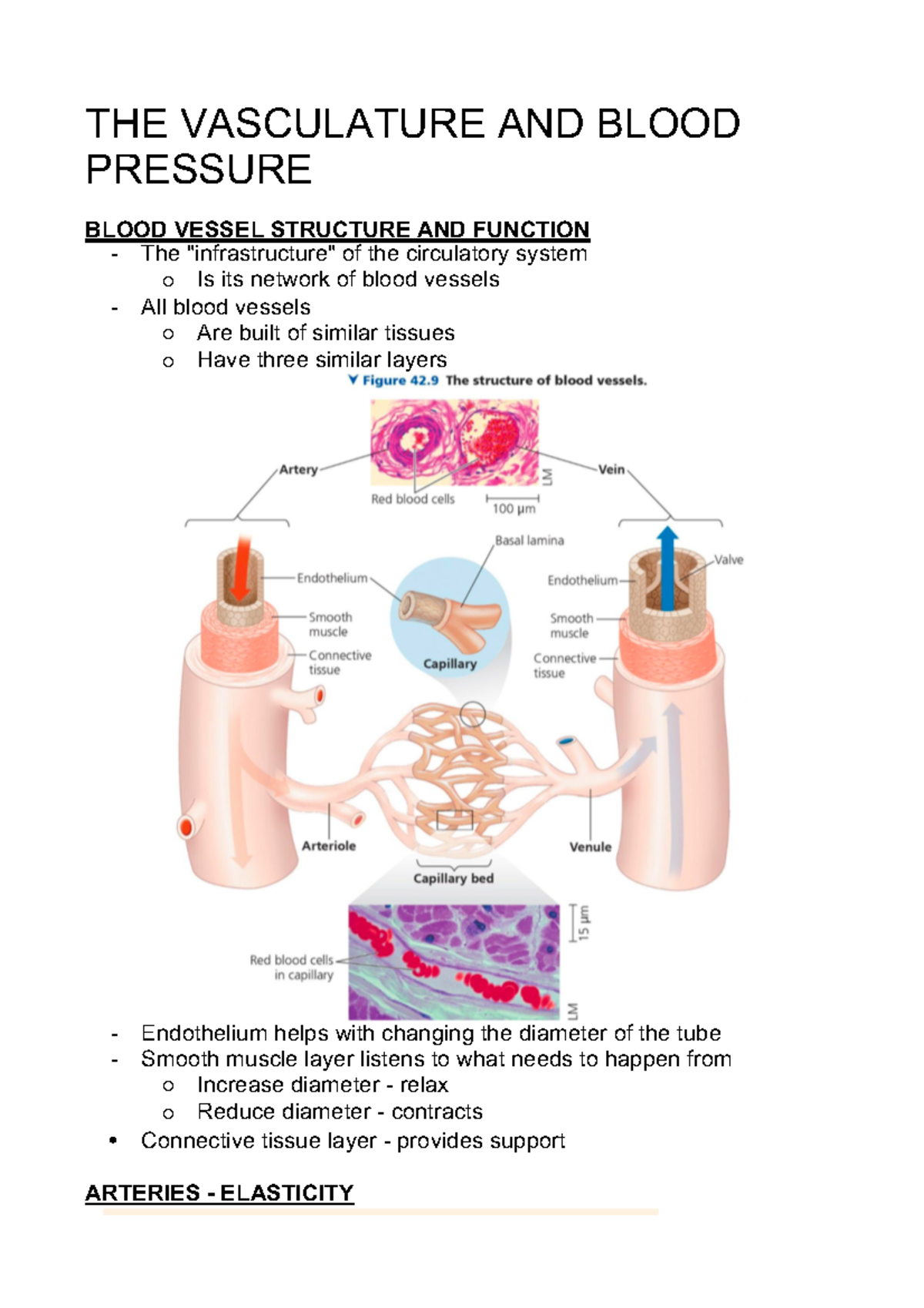 THE Vasculature AND Blood Pressure(L12) - BLOOD VESSEL STRUCTURE AND ...