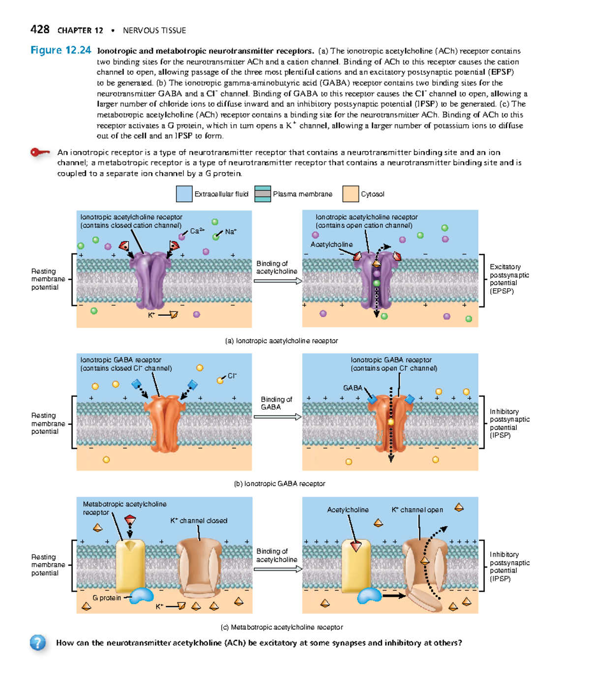 Anatomyand Physiology-154 - 428 CHAPTER 12 • NERVOUS TISSUE Figure 12 ...