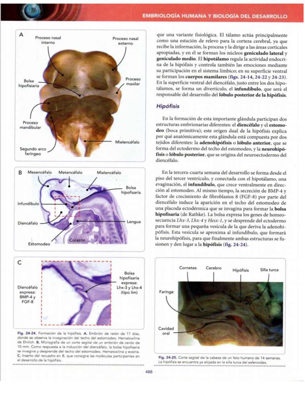 Embriologia sistema endocrino - EMBRIOLOGÍA HUMANA Y BIOLOGÍA DEL ...