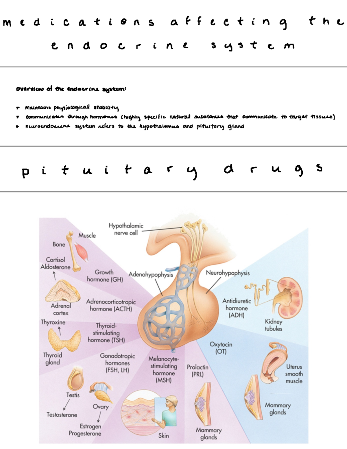 Endo Medications - M e d i c a t i o n s a f f e e t i n g t n e e n d ...