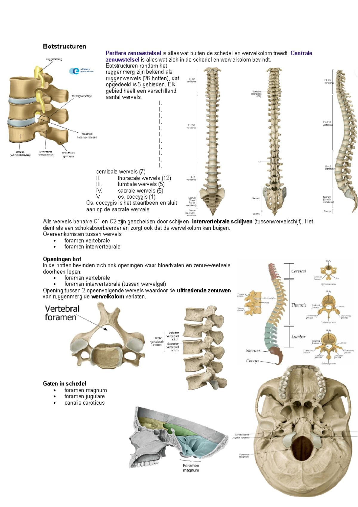 Botstructuren - Botstructuren Perifere zenuwstelsel is alles wat buiten ...