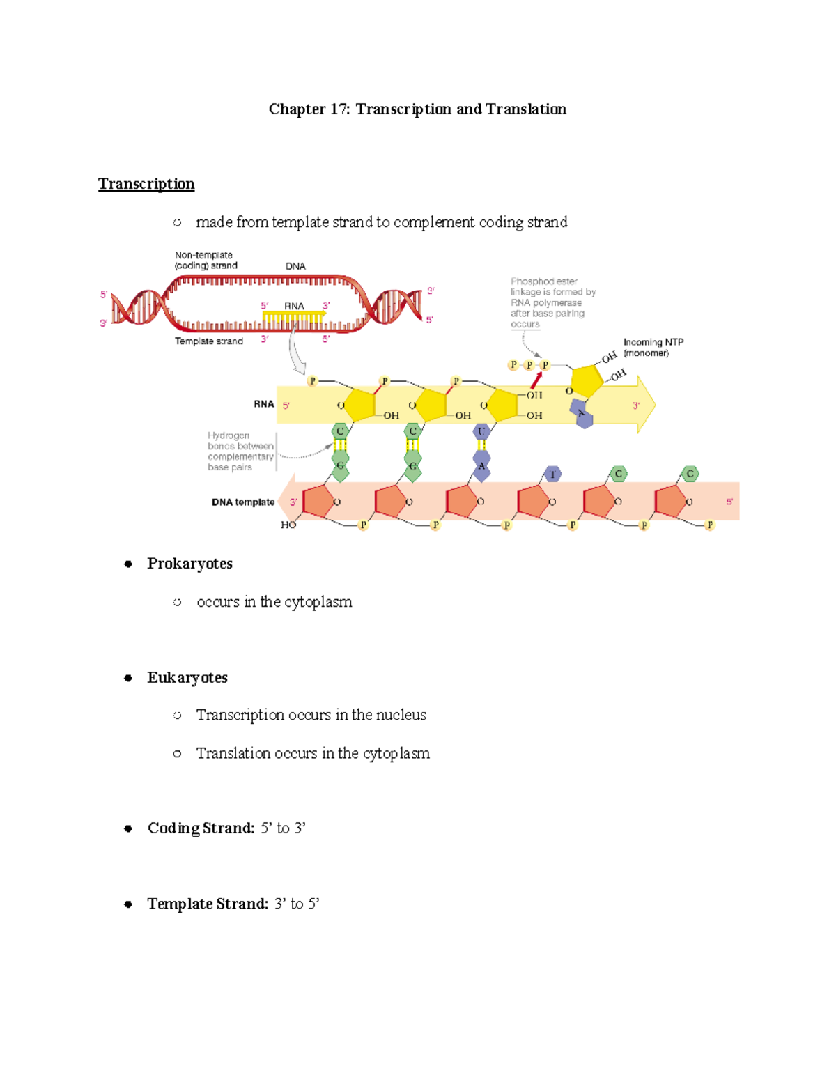 Chapter 17 Transcription and Translation - Chapter 17: Transcription ...