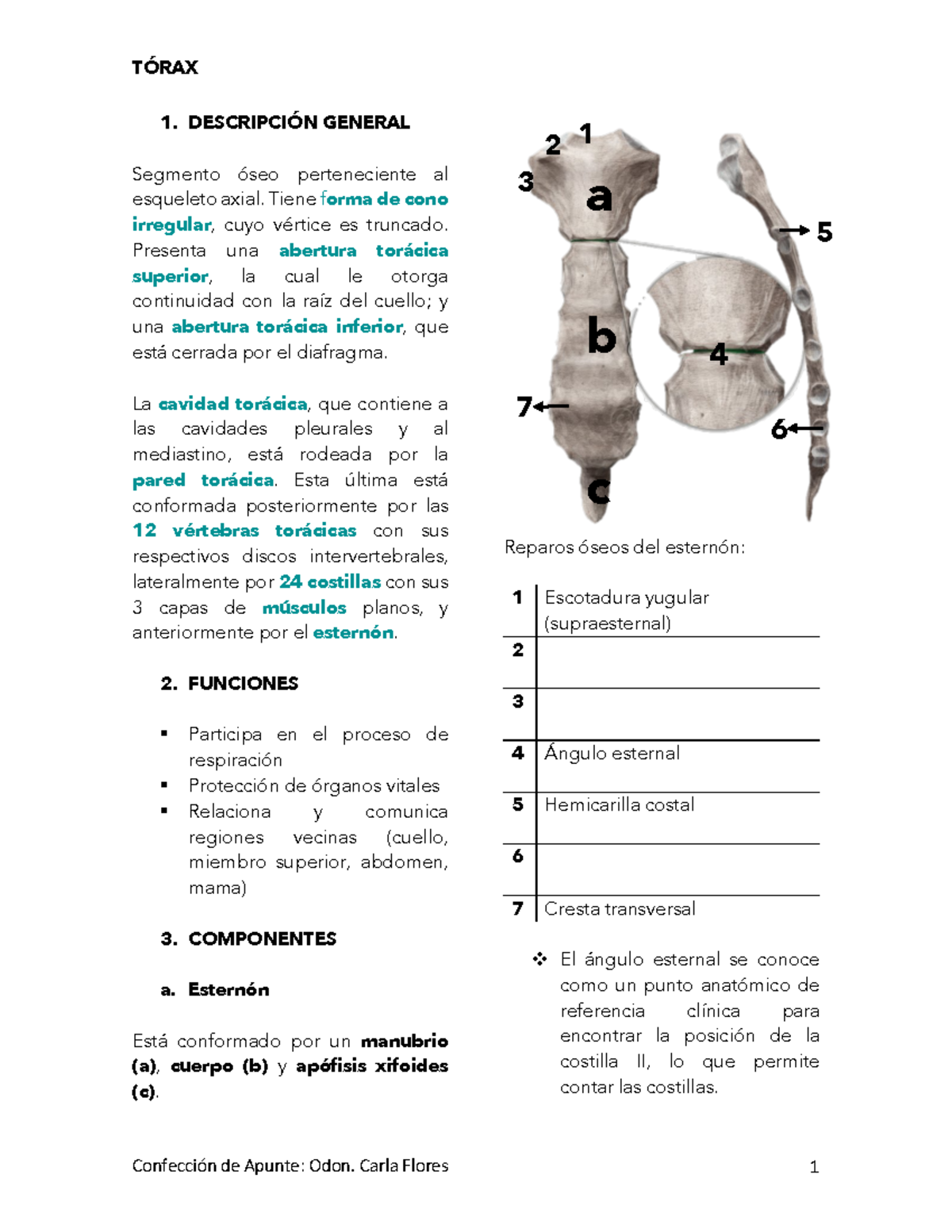 Torax - 1. GENERAL Segmento perteneciente al esqueleto axial. Tiene ...