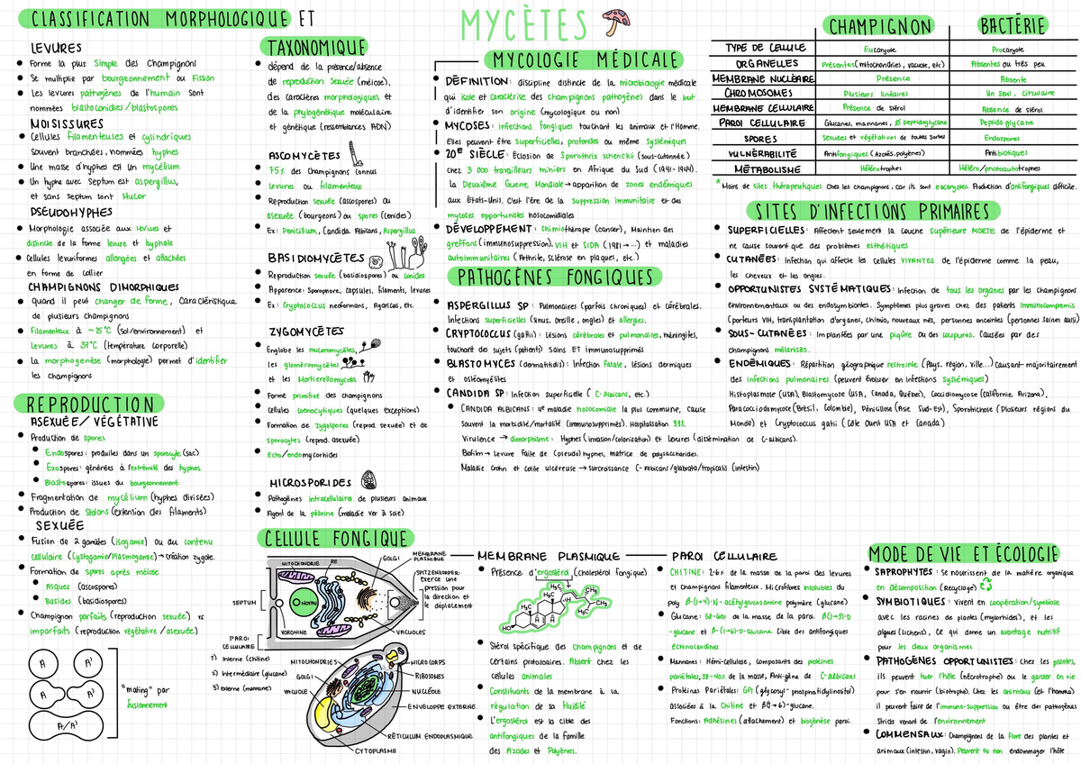 Résumé mycètes - MCB 1979 - Studocu
