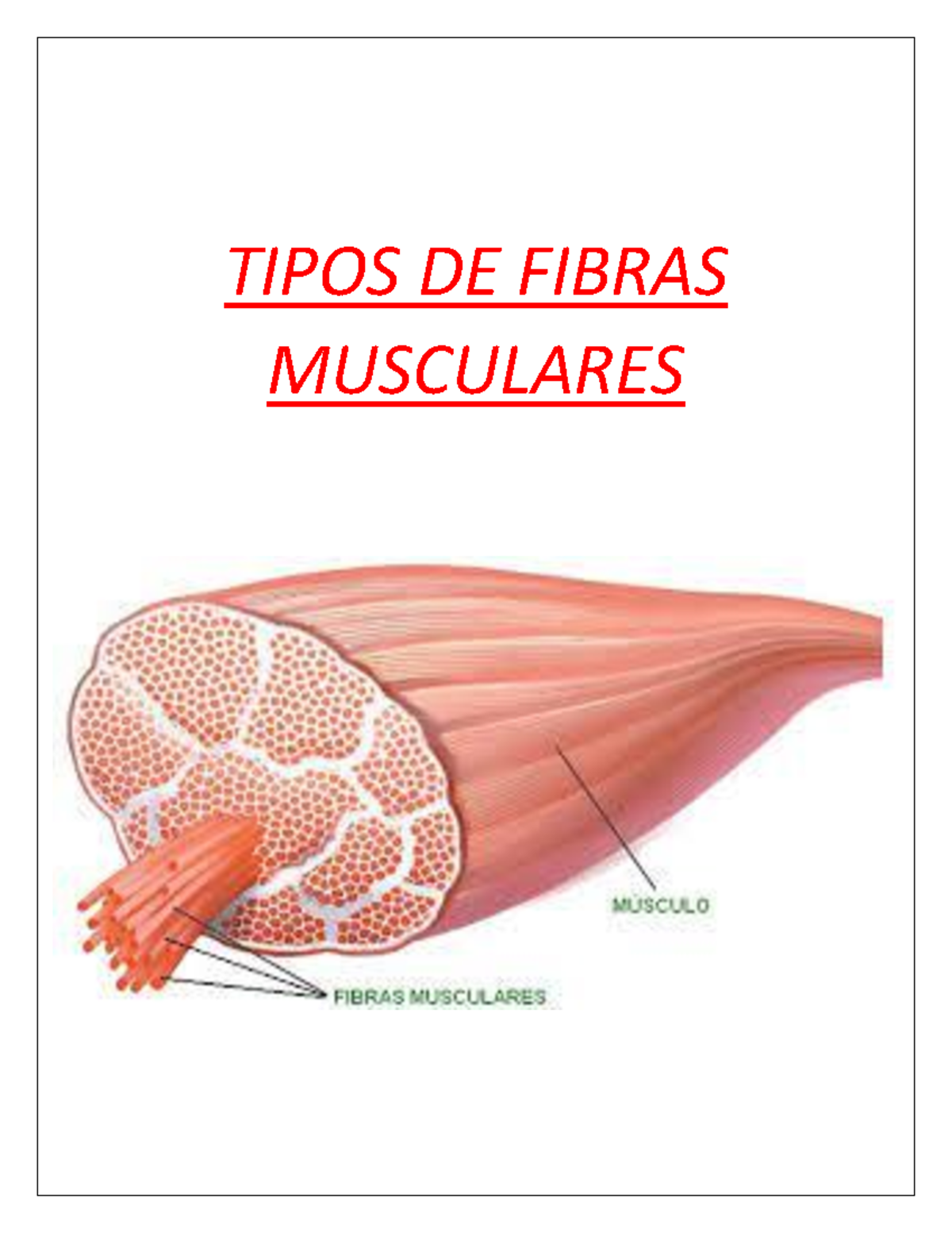 TIPO DE Fibras Musculares - TIPOS DE FIBRAS MUSCULARES ¿QUE SON LAS ...