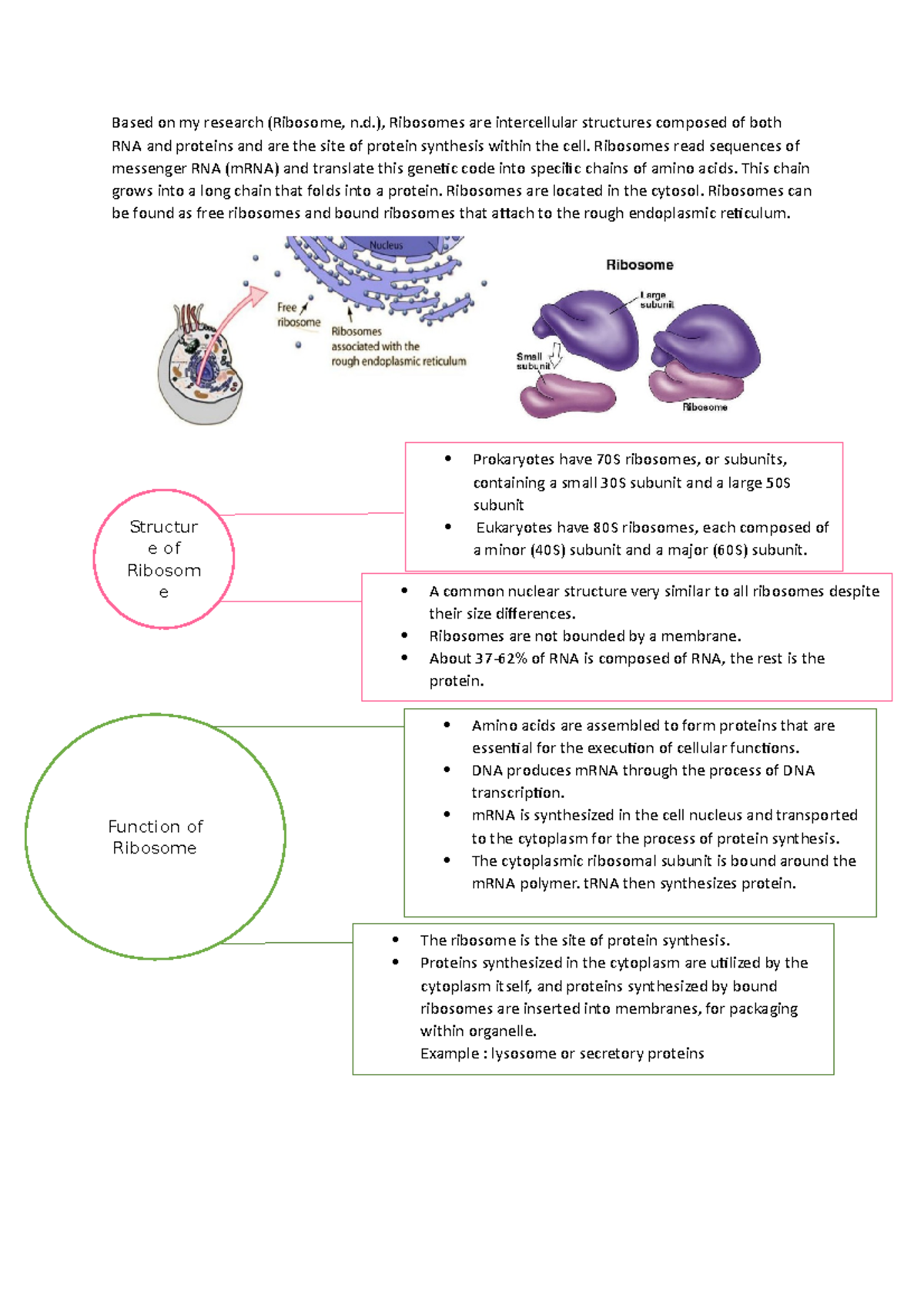 Ribosomes - Based on my research (Ribosome, n.), Ribosomes are ...