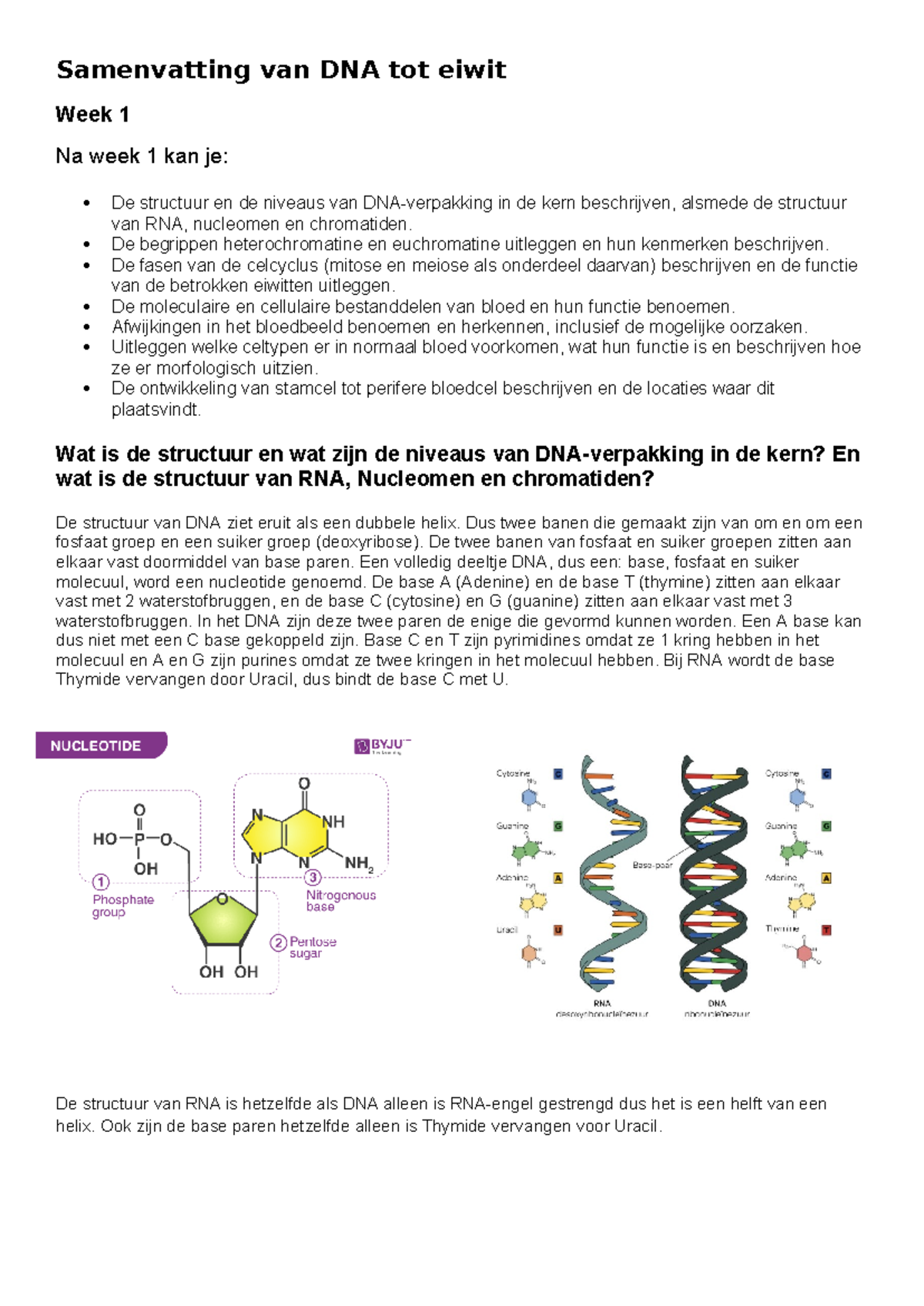 Samenvatting van DNA tot eiwit - De begrippen heterochromatine en ...