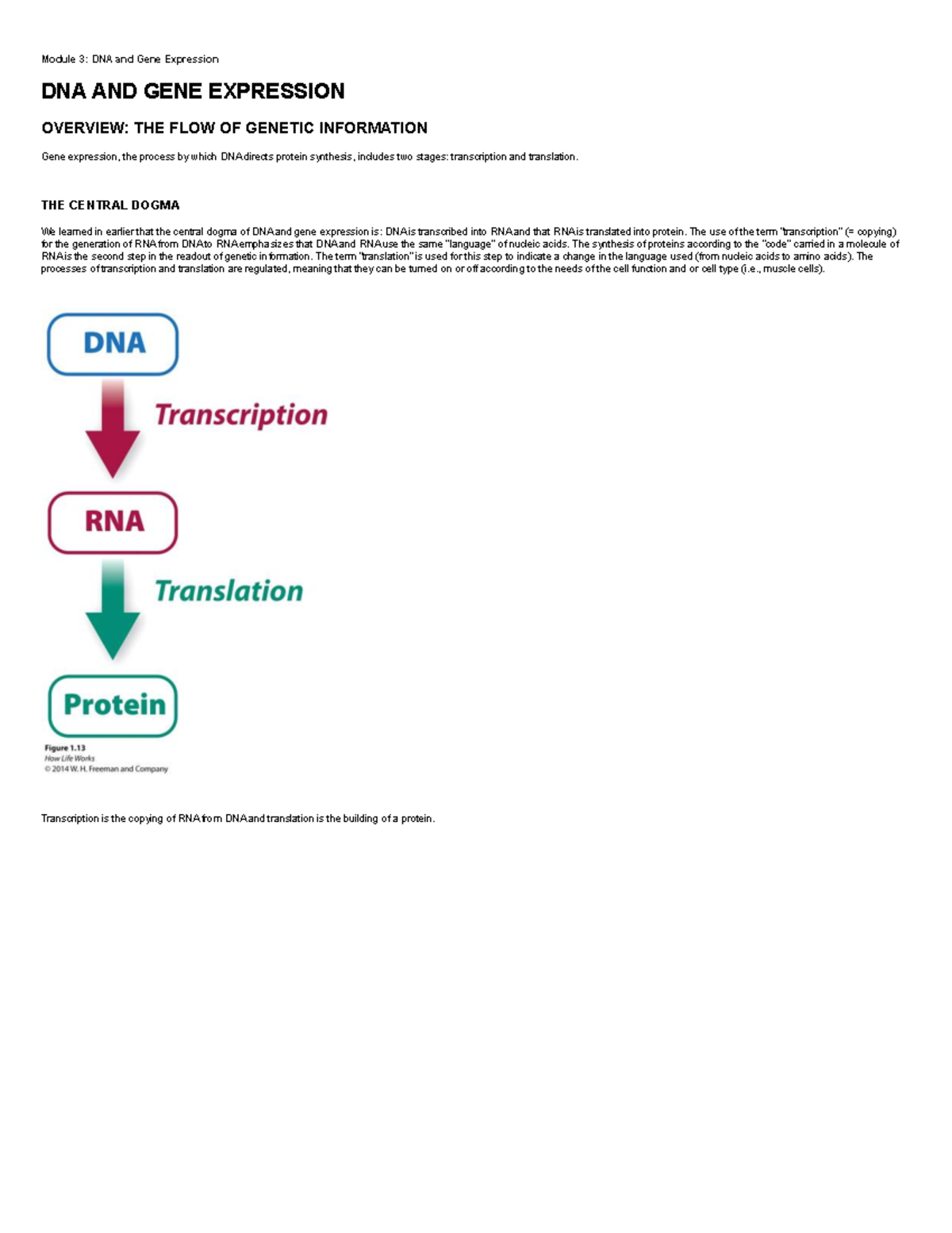 Module 3 DNA and Gene Expression - Module 3: DNA and Gene Expression ...