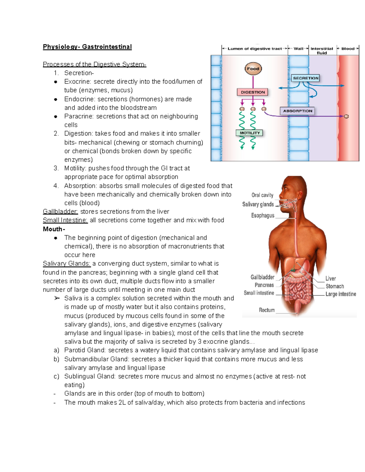 Physiology- Gastrointestinal - Physiology- Gastrointestinal Processes ...